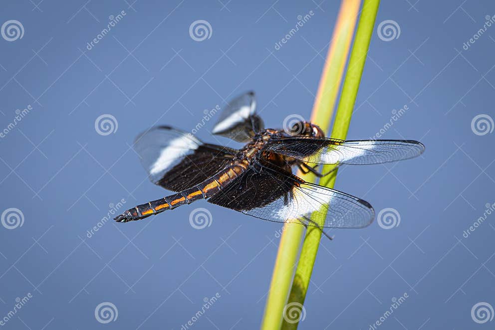 Selective Focus Shot of a Flying Window Skimmer Stock Illustration ...