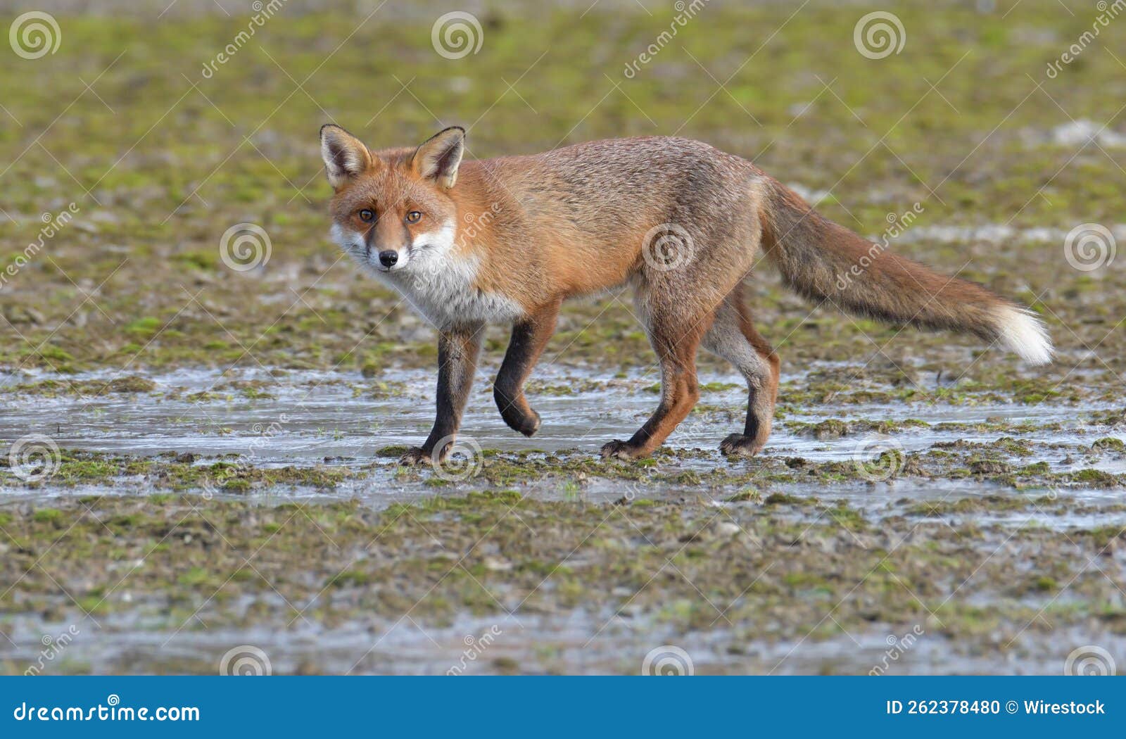 Selective Focus Shot of a Fox in a Field during Daylight Stock Photo ...