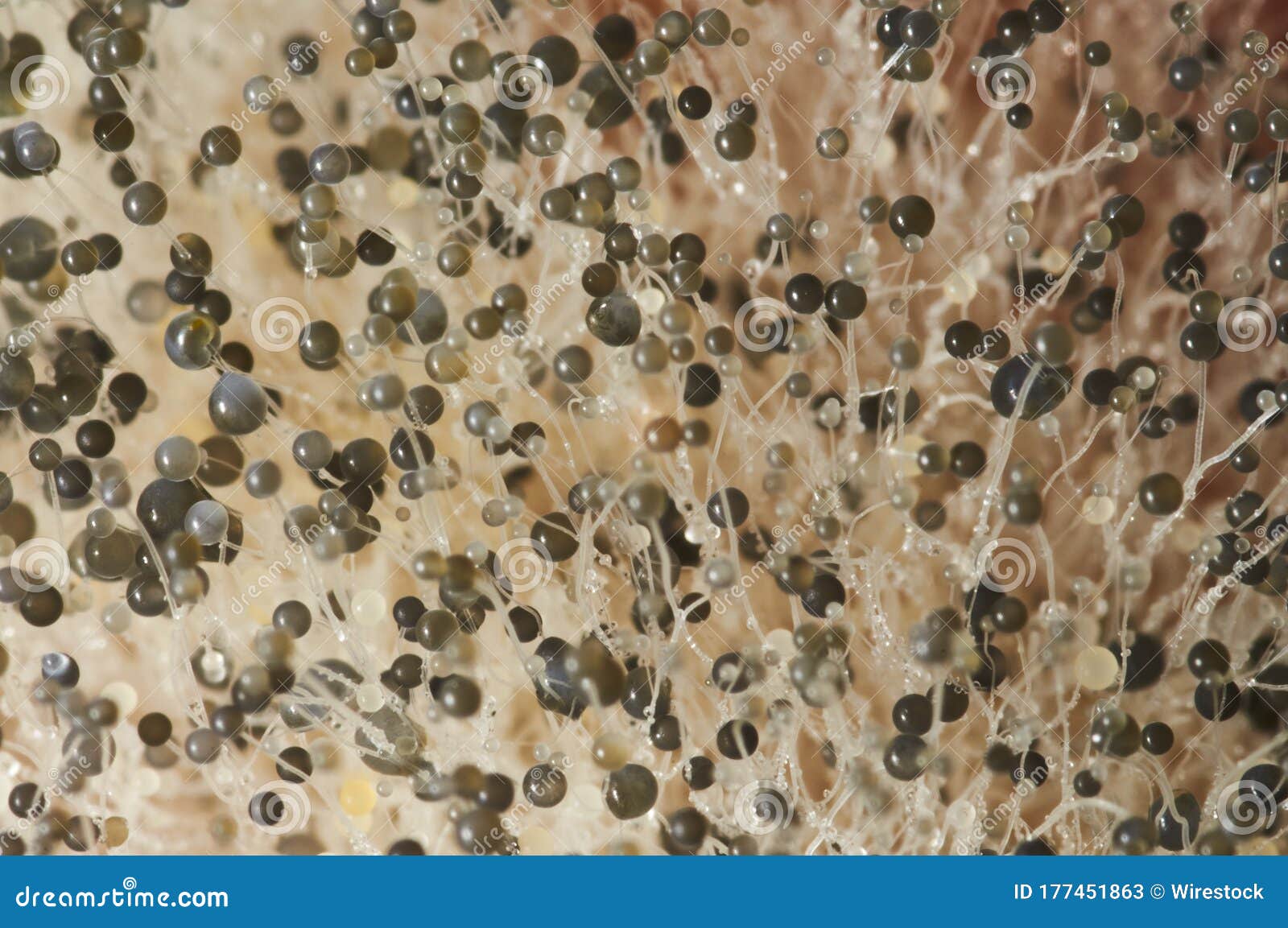 Selective Focus Shot of Fungus on a Red Pepper Stock Image - Image of ...