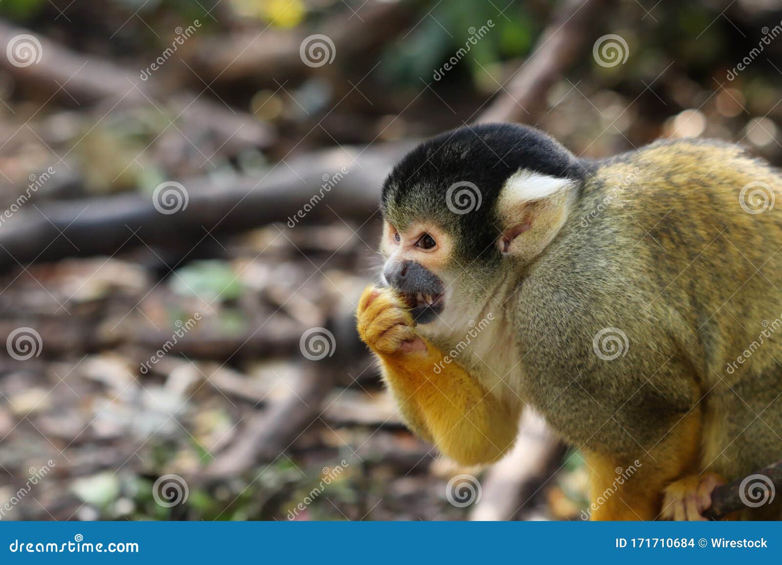 Selective Focus Shot of a Funny Callicebus with a Blurred Natural ...