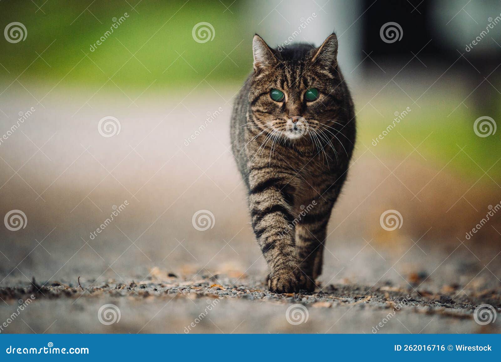 Selective Focus Shot of Furry Cat Walking Outside Stock Photo - Image ...