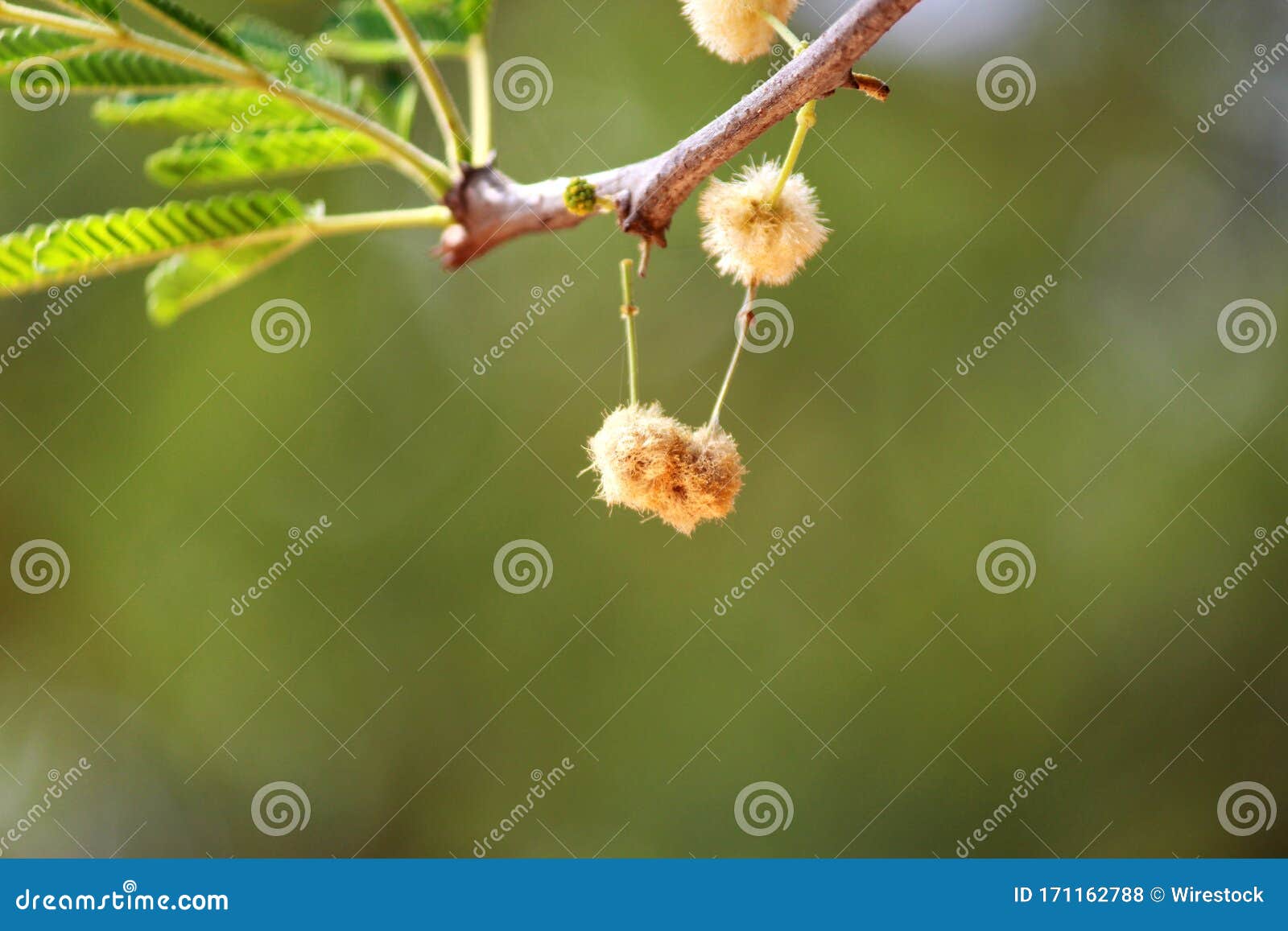 Selective Focus Shot of a Furry Flower on the Branch of the Tree with a ...