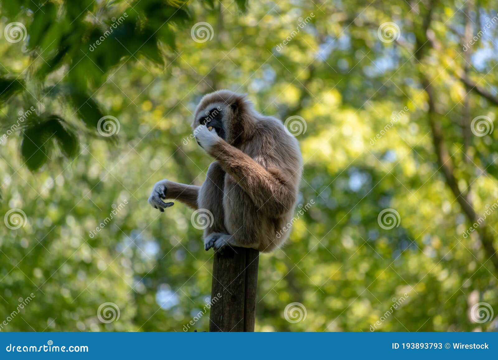 Selective Focus Shot of Gibbon Monkey on the Log in Nature Stock Image ...