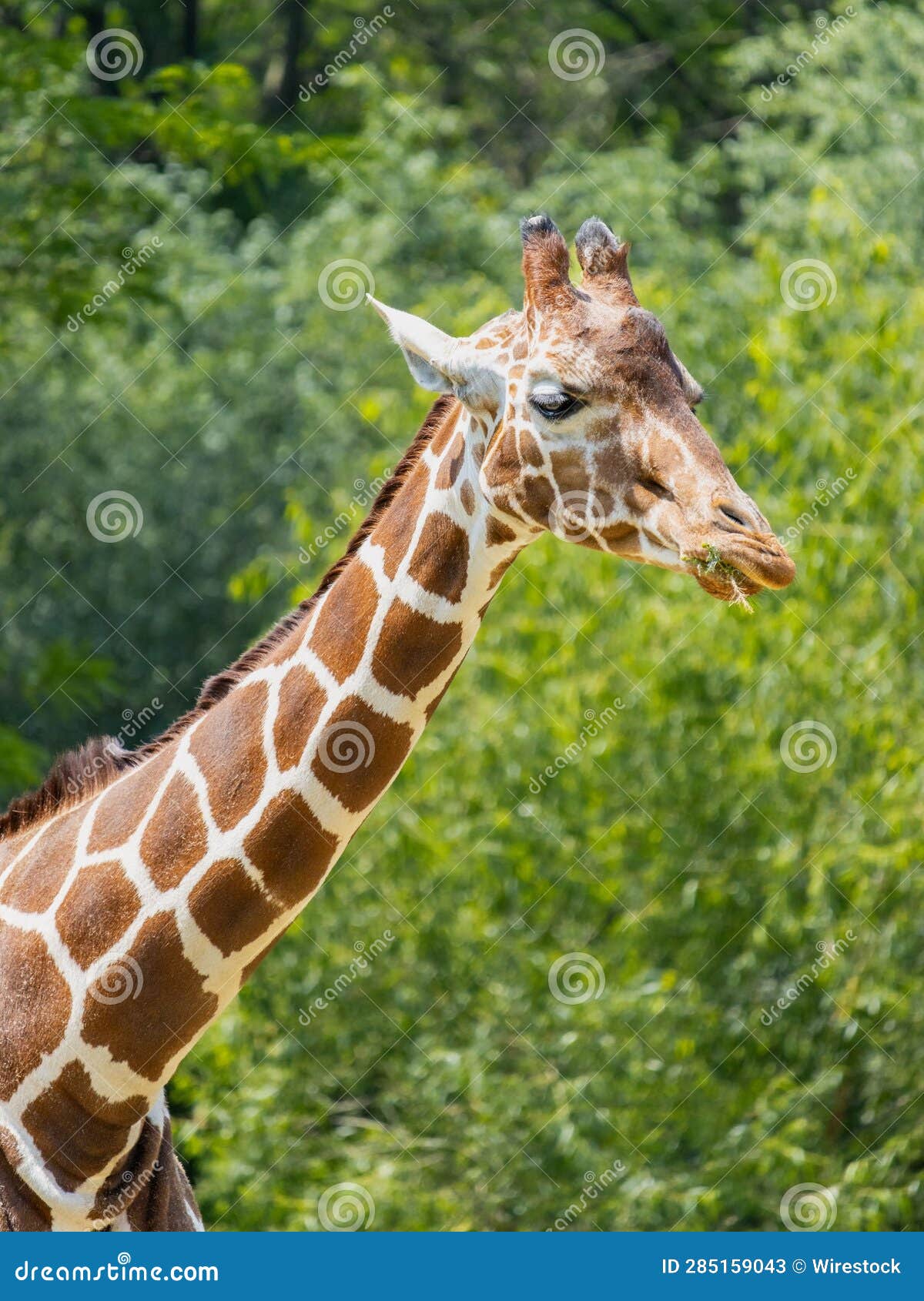 Selective Focus Shot of a Giraffe Surrounded by Lush Trees in a Zoo ...
