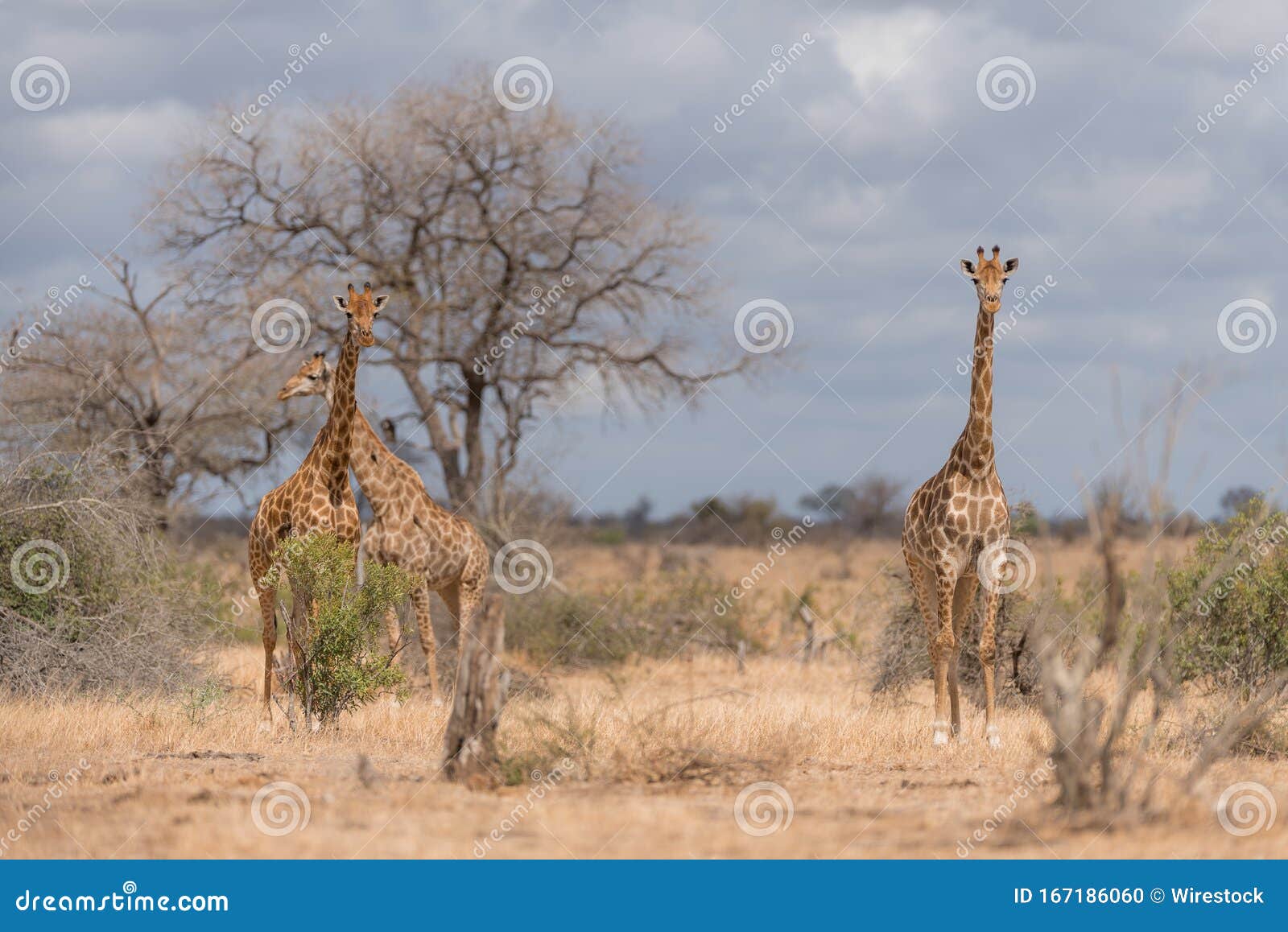 Selective Focus Shot of Giraffes Walking Around Stock Photo - Image of ...