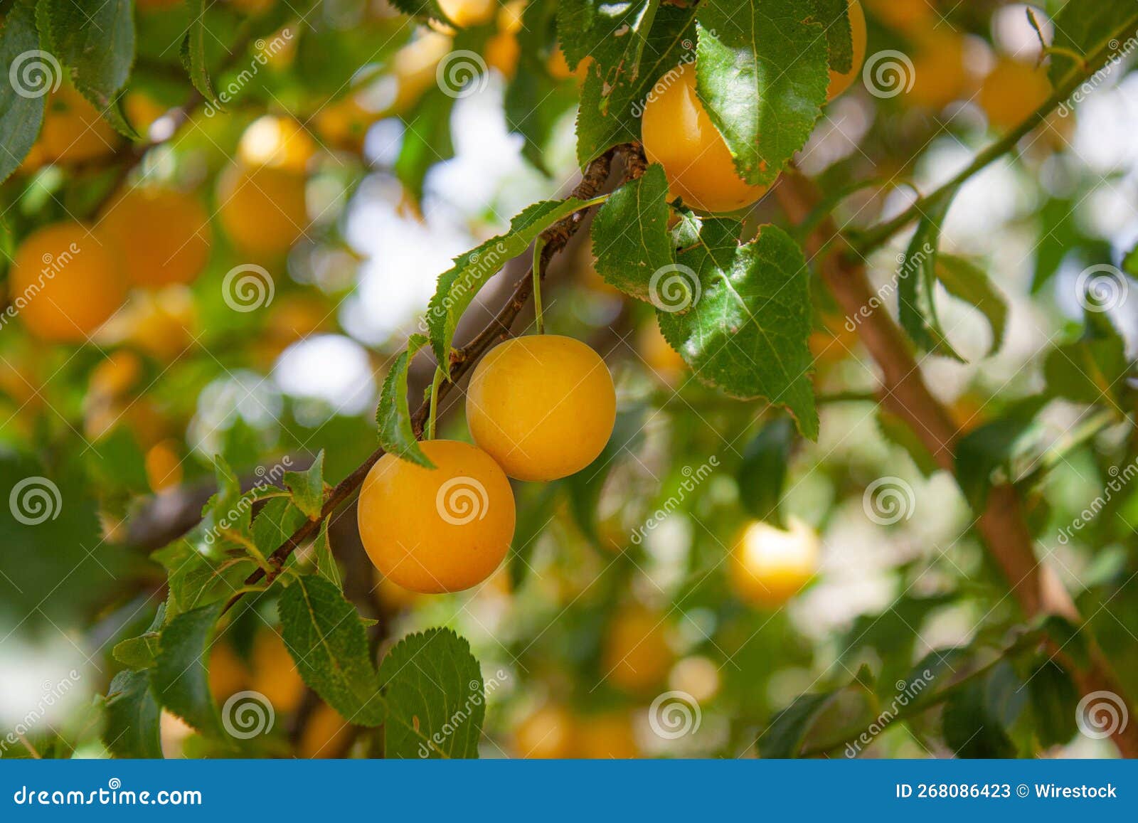 Selective Focus Shot of Golden Sphere Cherry Plum Fruit Tree Stock ...