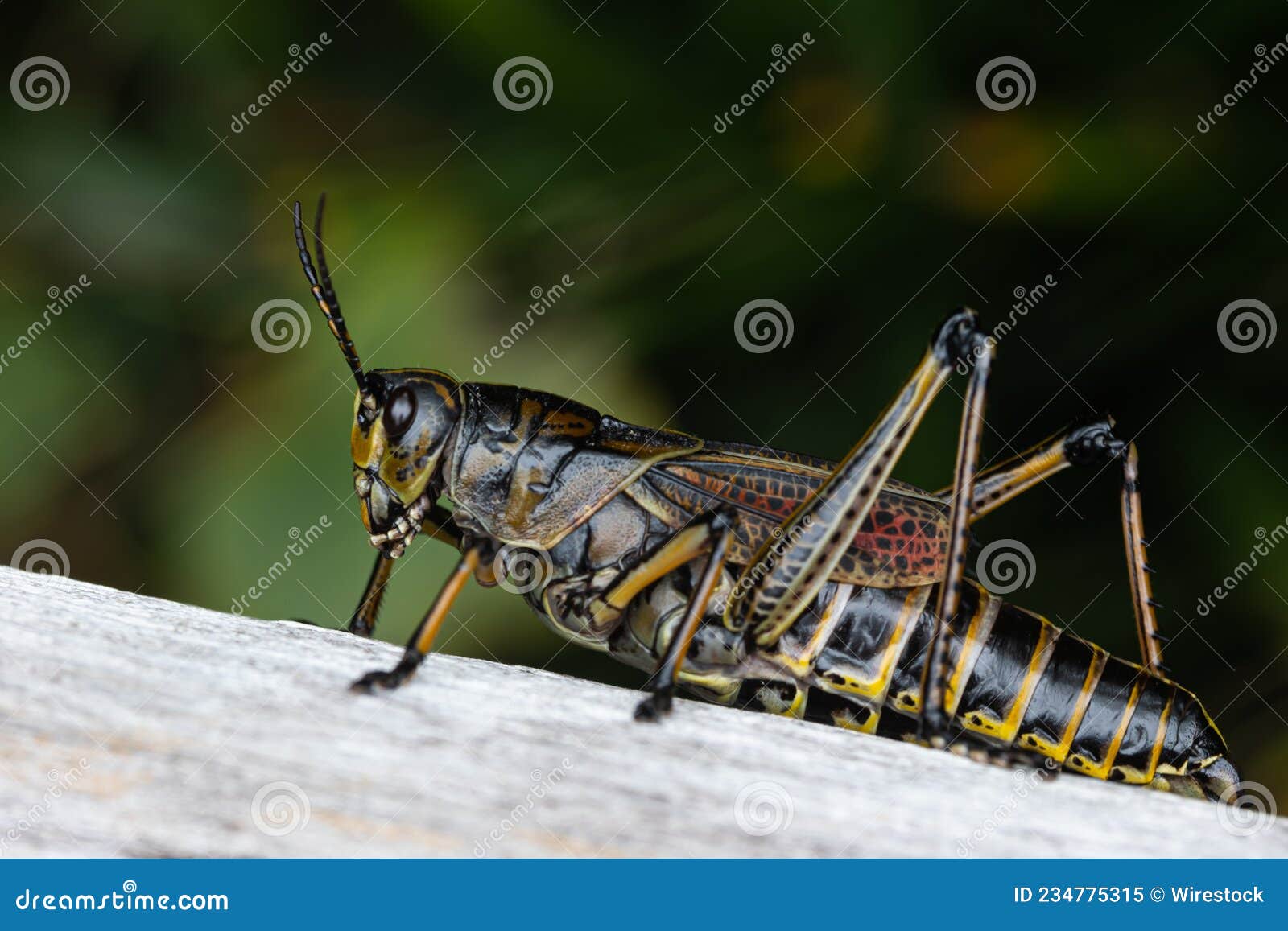 Selective Focus Shot of a Grasshopper Stock Image - Image of hexapod ...
