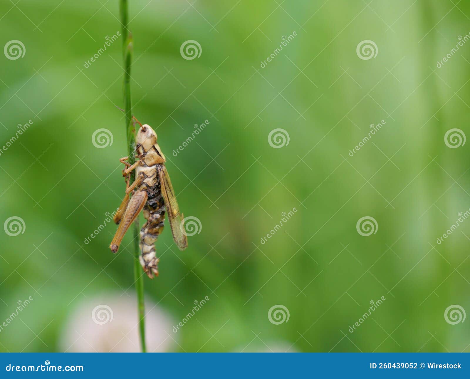 Selective Focus Shot of a Grasshopper Sitting in the Grass Stock Photo ...