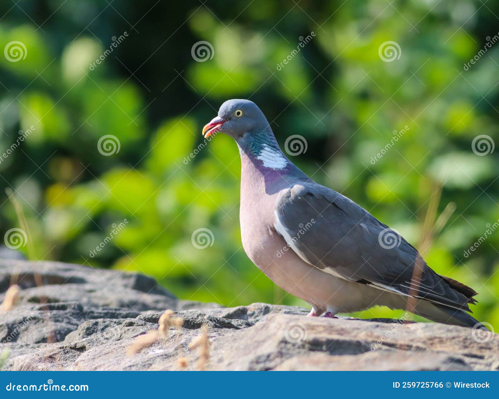 Selective Focus Shot of a Gray Pigeon Bird Perched on a Rocky Surface ...