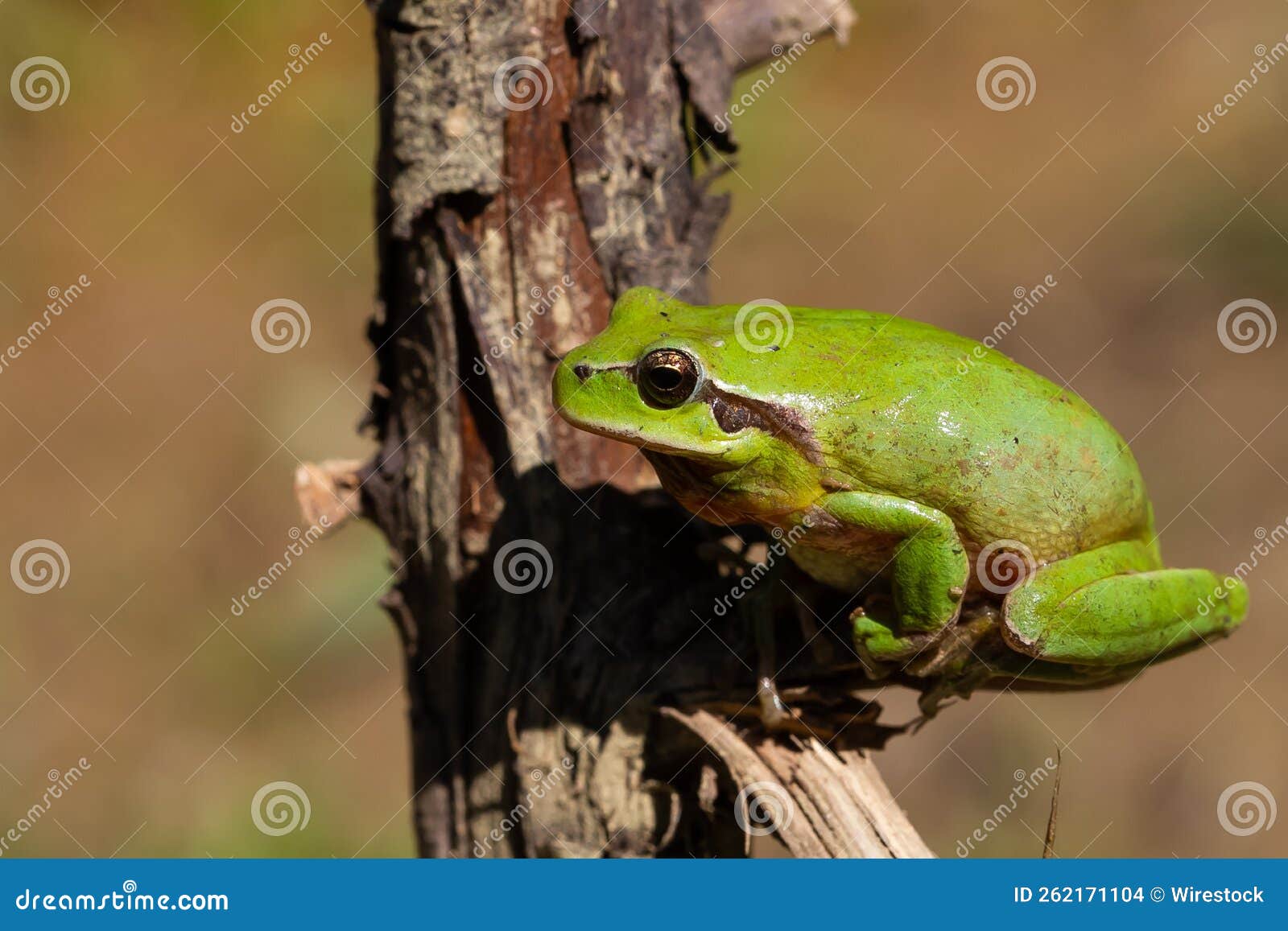 Selective Focus Shot of Green Hyla Meridionalis Frog on Tree Branch ...
