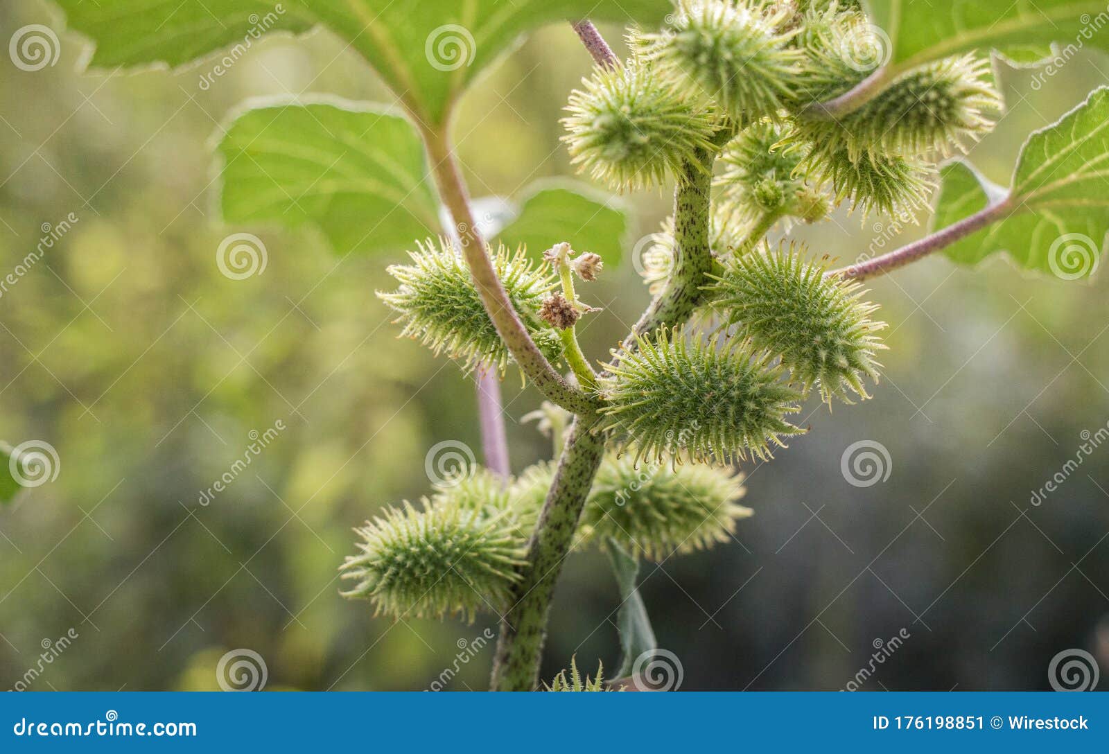 Selective Focus Shot of Green Spiky Seeds on the Branch with a Blurred ...
