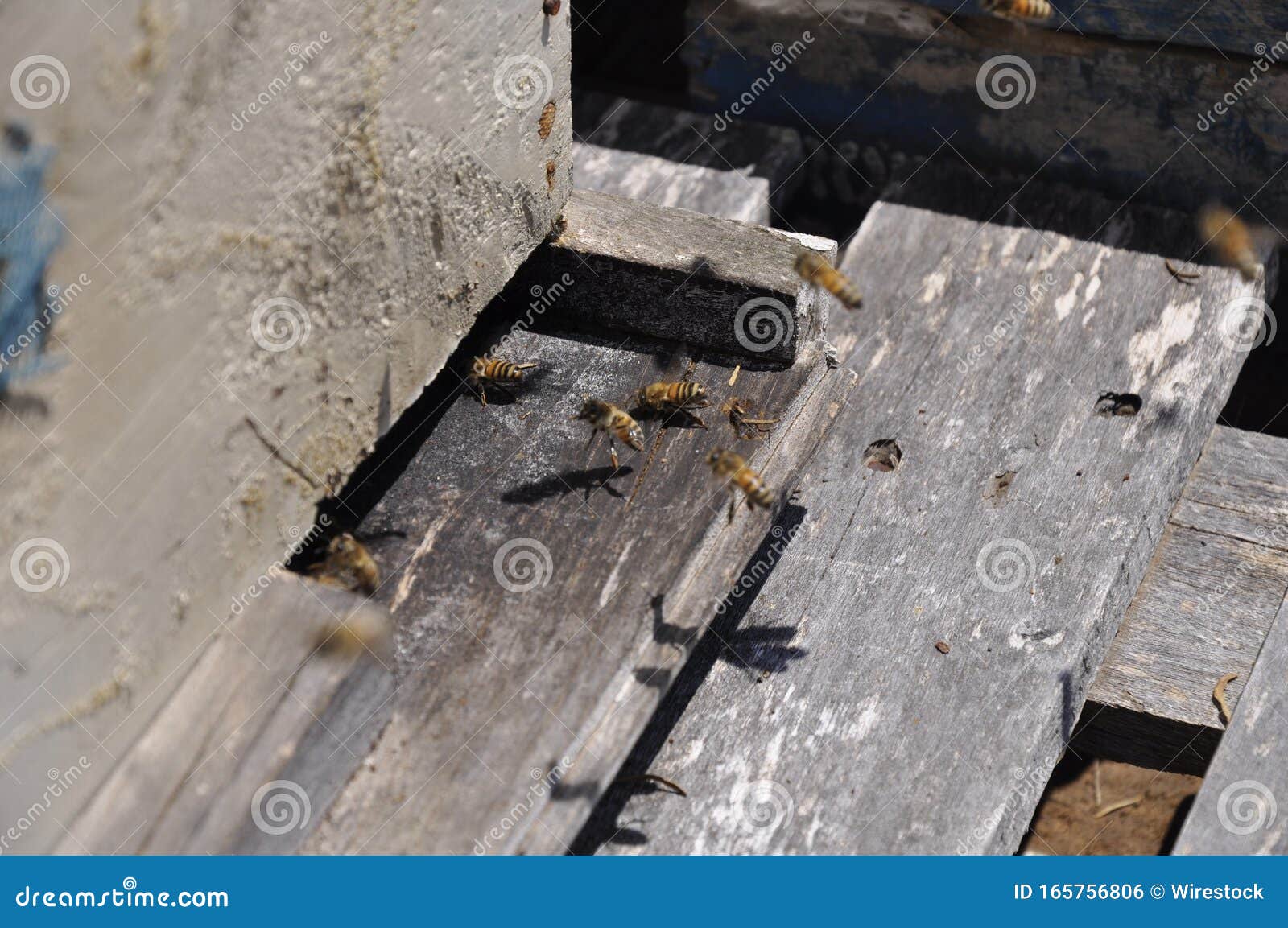 Selective Focus Shot of a Group of Bees Flying Around Enjoying Their ...