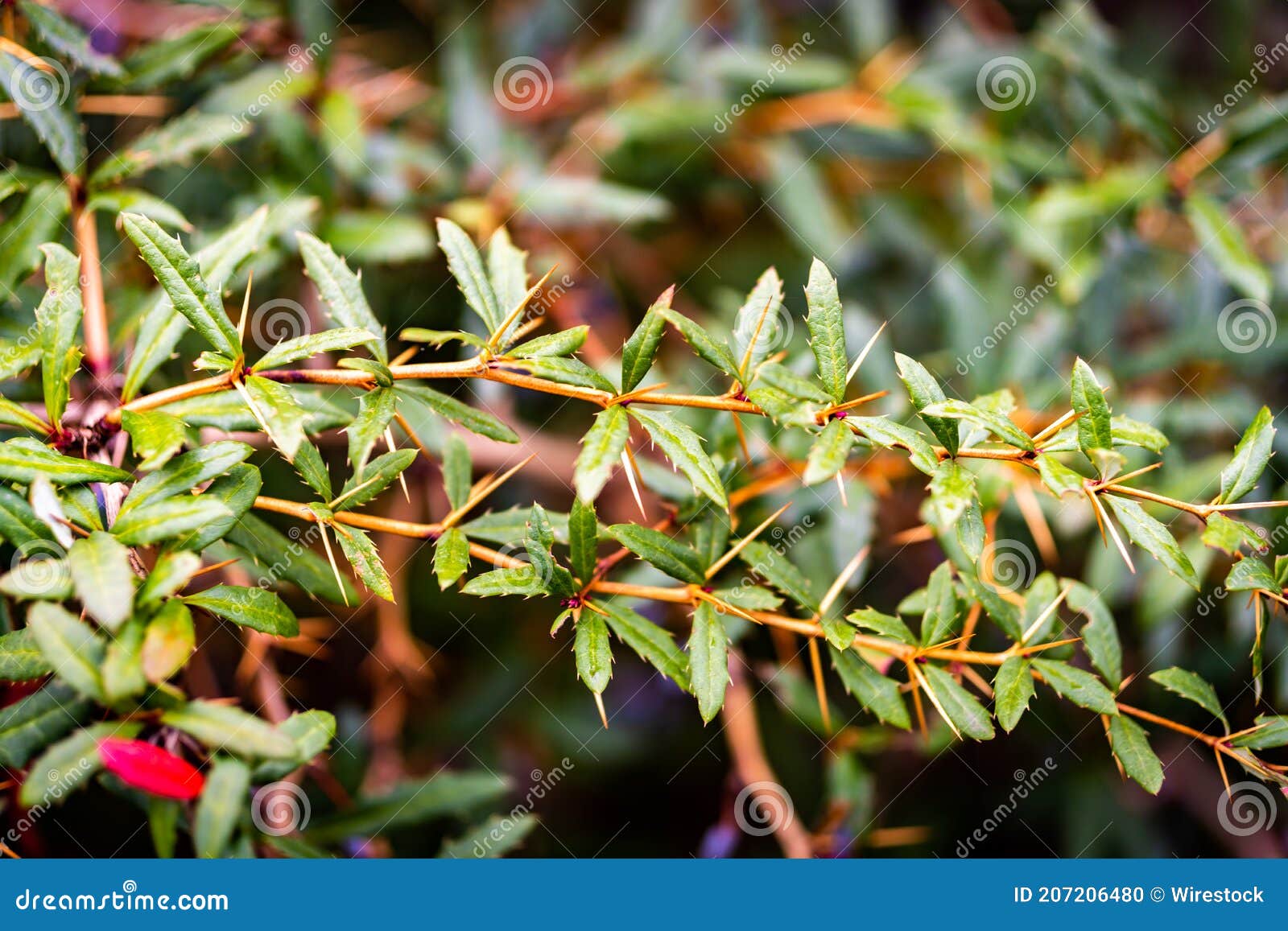 Selective Focus Shot of Growing Barberries on Sharp Twigs Stock Photo ...