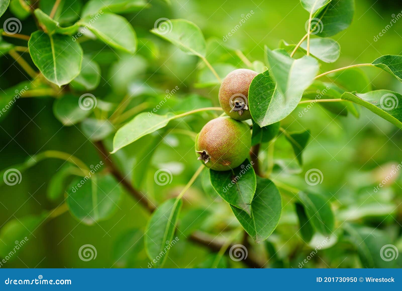 Selective Focus Shot of Growing Pyrus Communis on Tree Branches Stock ...