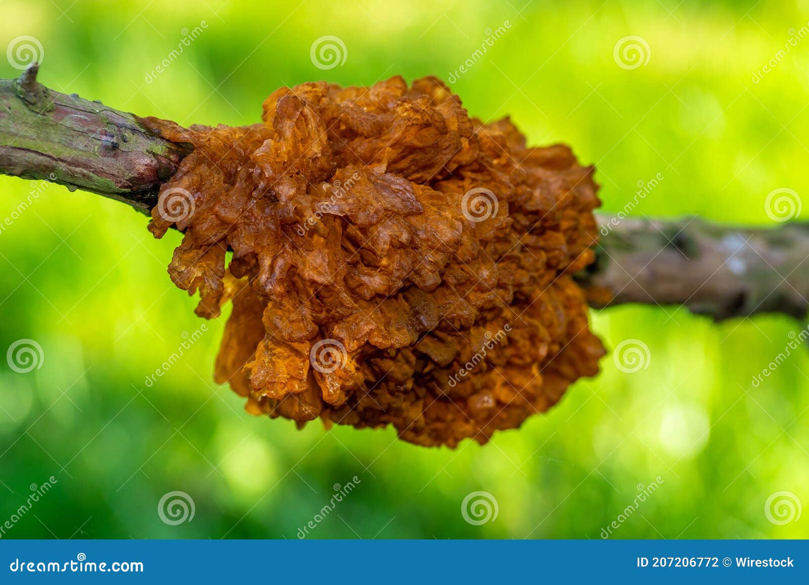 Selective Focus Shot of Growing Rust Juniper Orange Gelatinous Stock ...