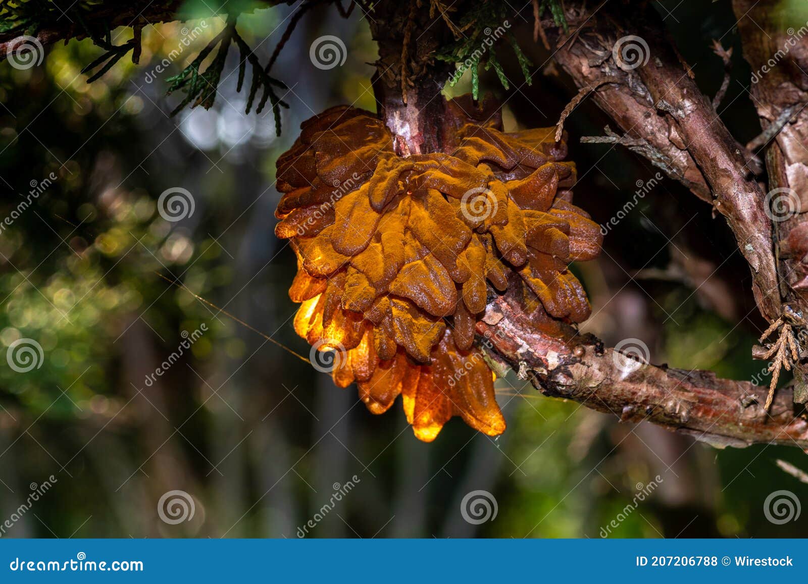 Selective Focus Shot of Growing Rust Juniper Orange Gelatinous Stock ...