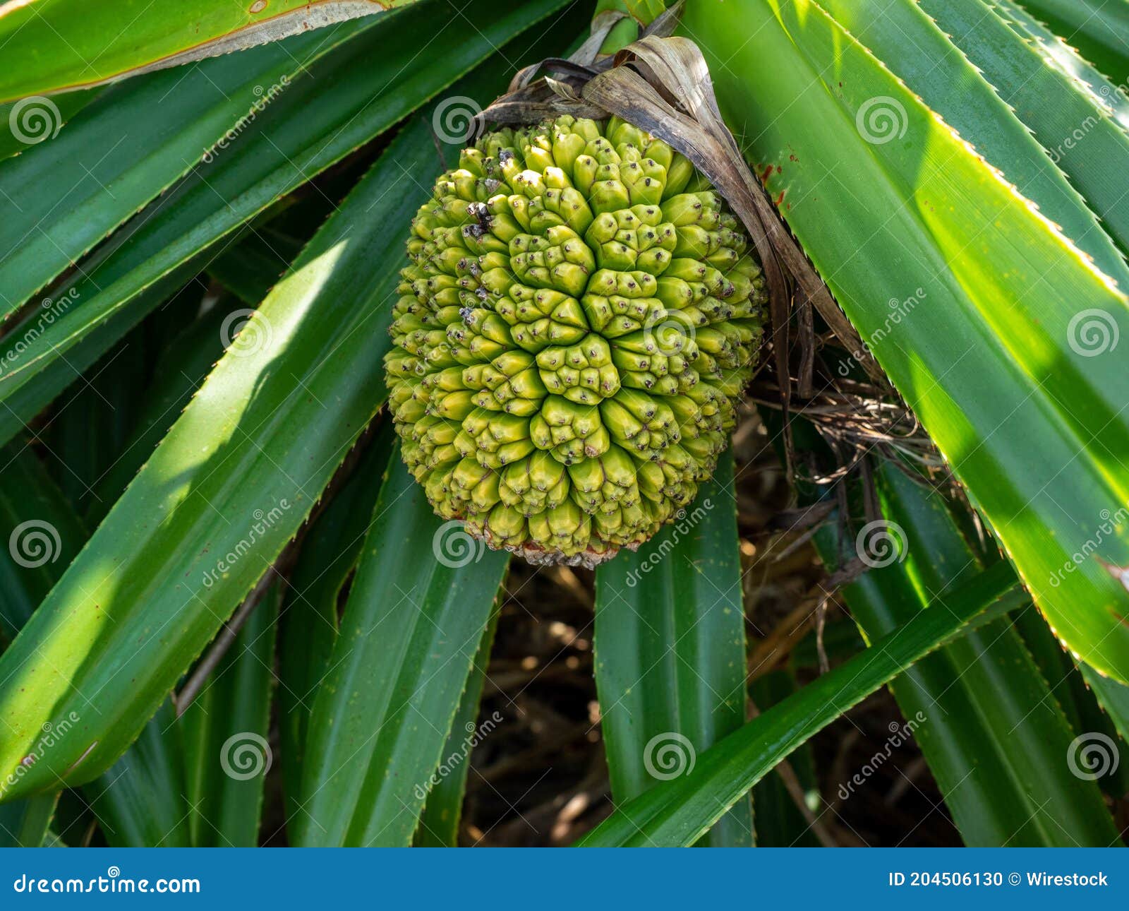 Selective Focus Shot of Growing Screwpine Fruit Stock Photo - Image of ...