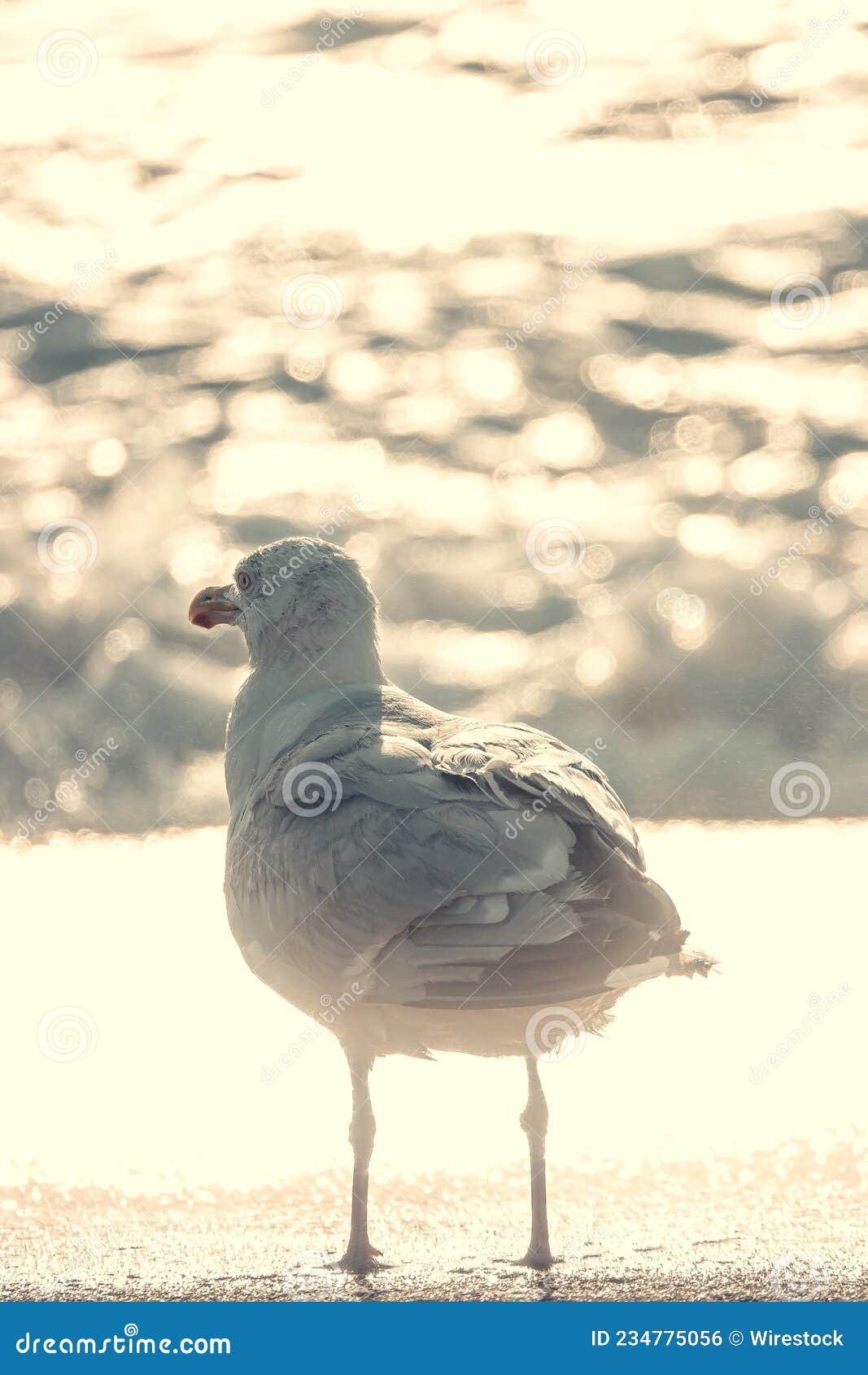Selective Focus Shot of Gull on the Beach Stock Photo - Image of ...