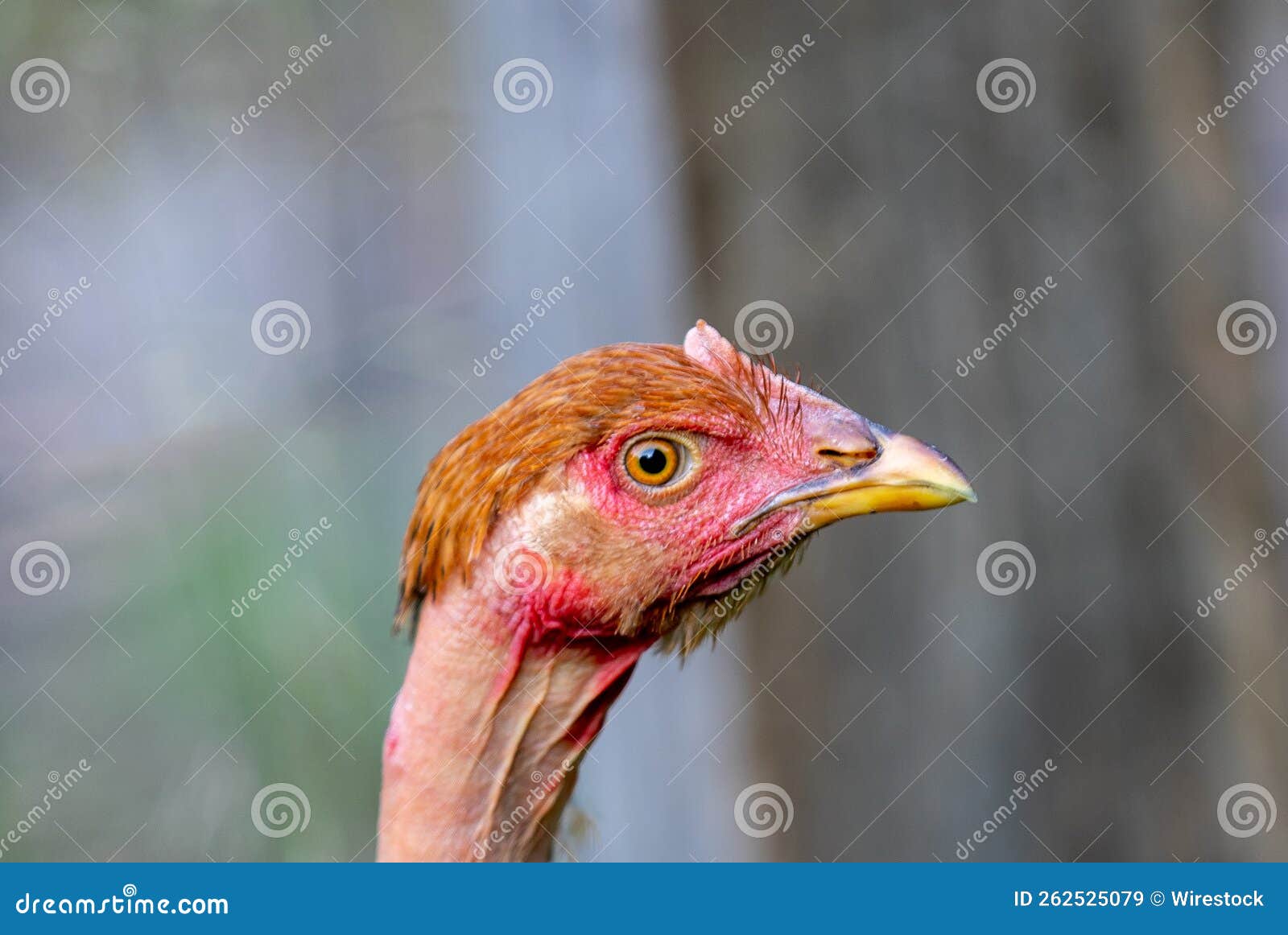 Selective Focus Shot of the Head of a Hen with a Bare Neck Stock Image ...