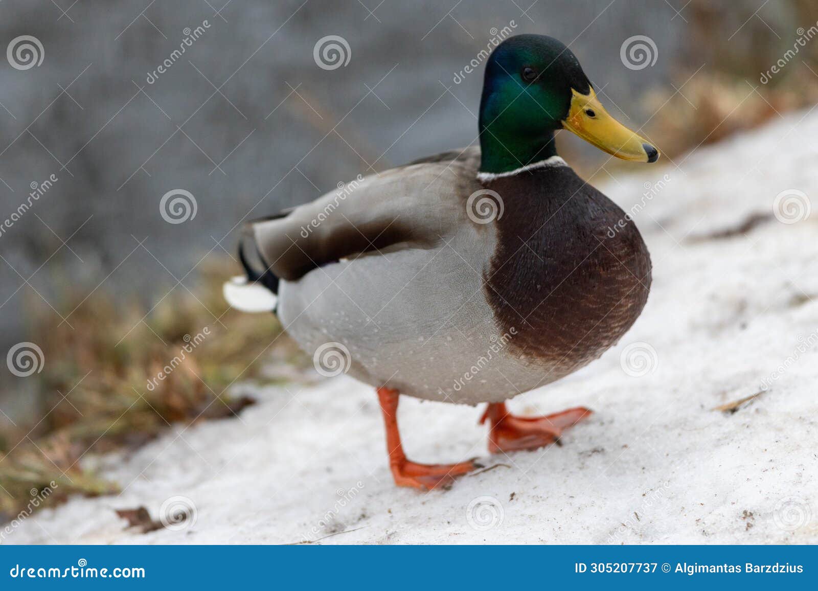 A Selective Focus Shot of the Head Male Mallard Duck Stock Image ...