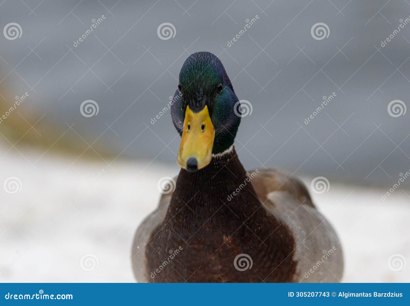A Selective Focus Shot of the Head Male Mallard Duck Stock Image ...