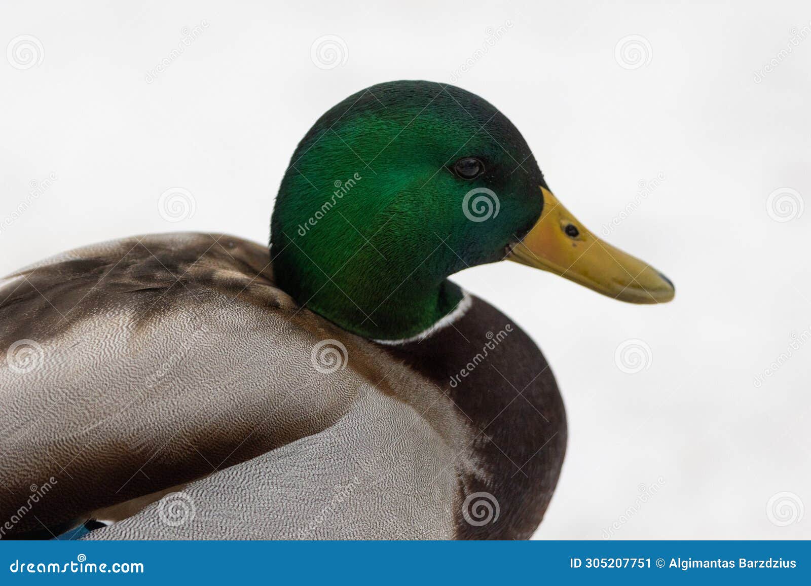 A Selective Focus Shot of the Head Male Mallard Duck Stock Image ...