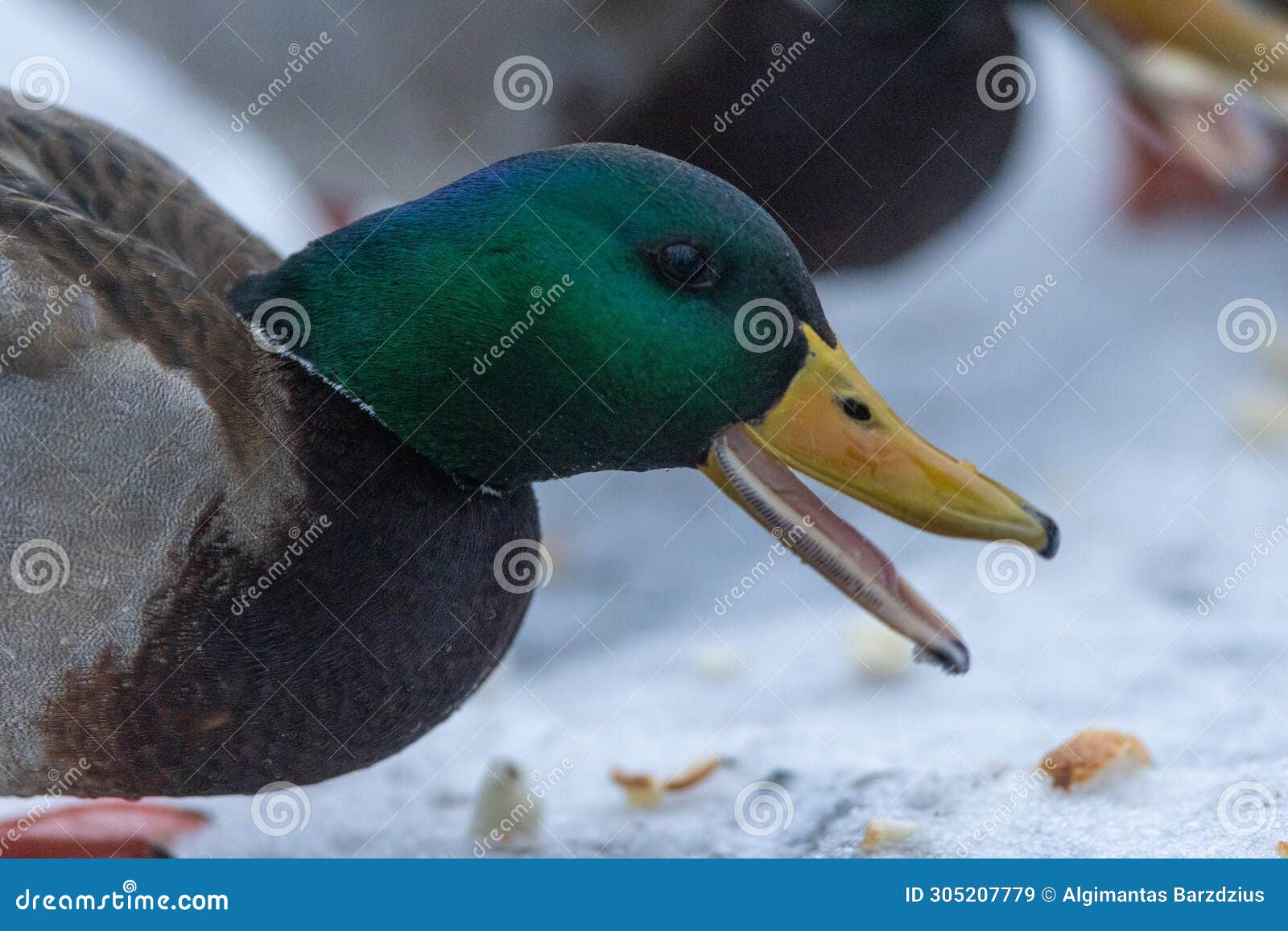 A Selective Focus Shot of the Head Male Mallard Duck Stock Image ...