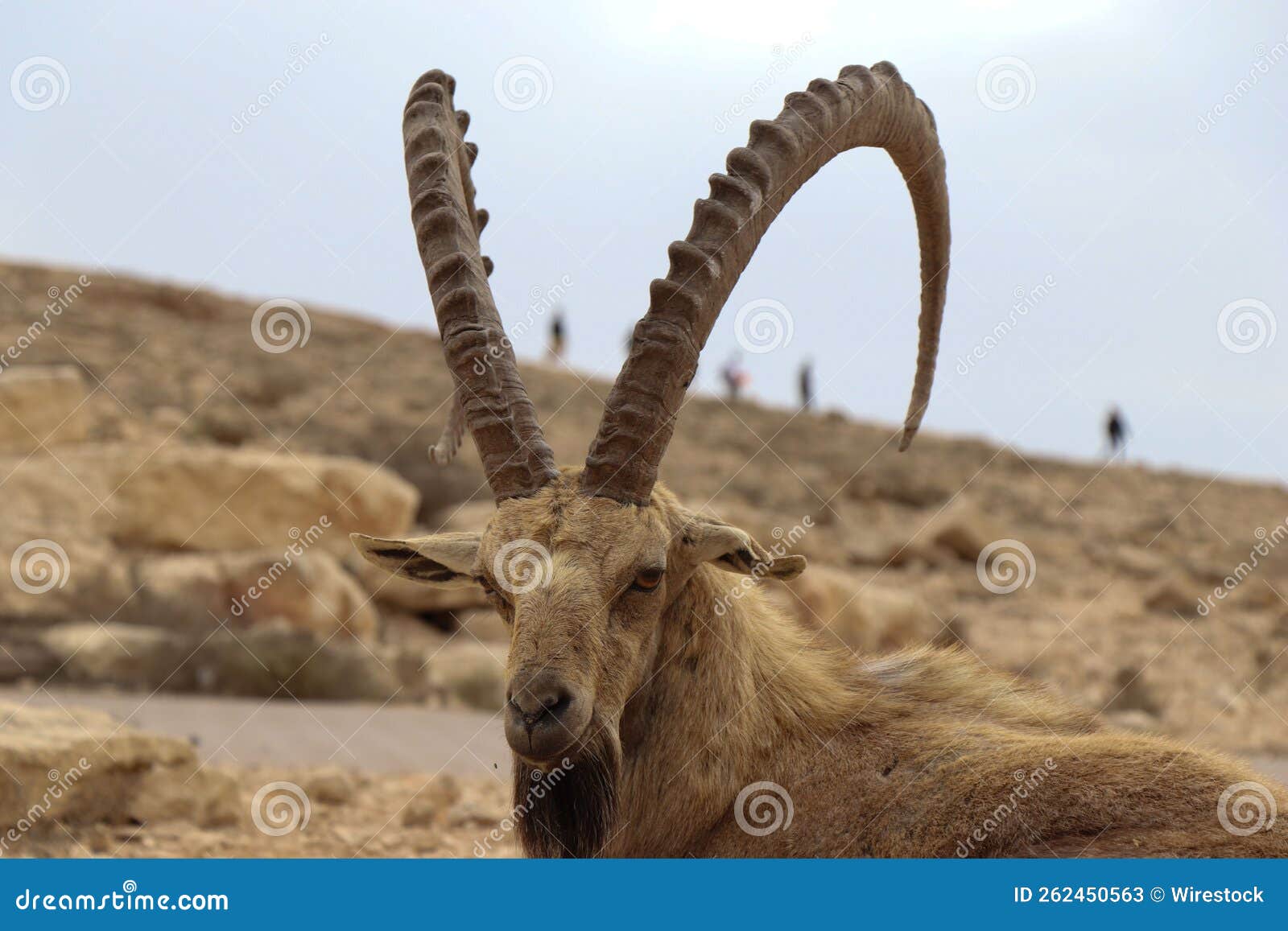 Selective Focus Shot of the Head of Pyrenean Ibex (Capra Pyrenaica ...