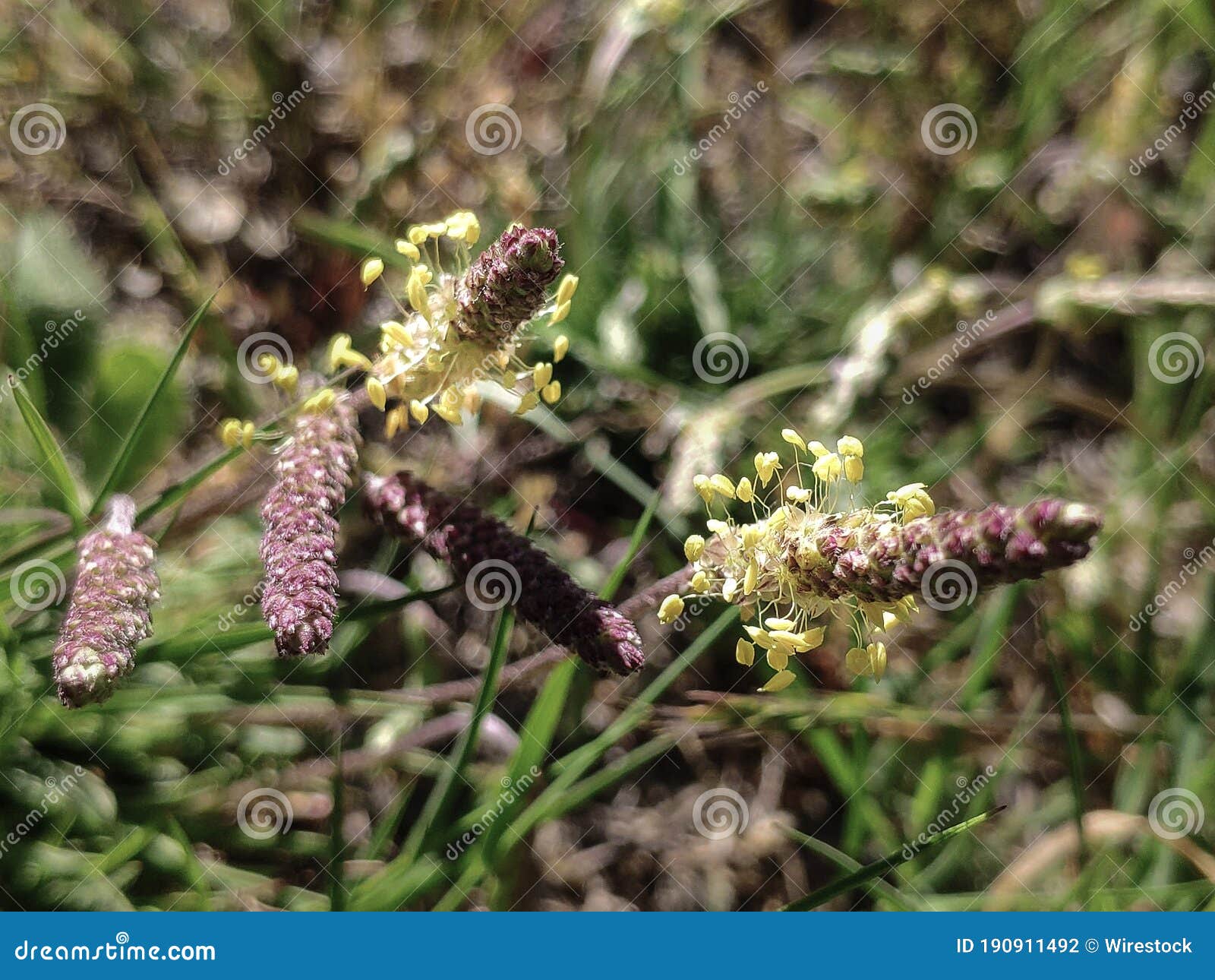Selective Focus Shot of Highlander Plant in Nature Stock Photo - Image ...