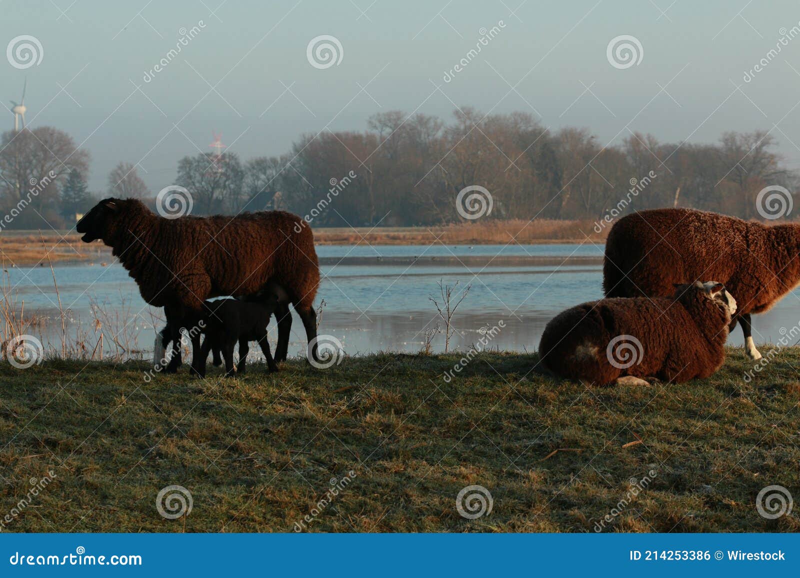 Selective Focus Shot of Hissar Sheep on the Bay of a Lake Stock Photo ...
