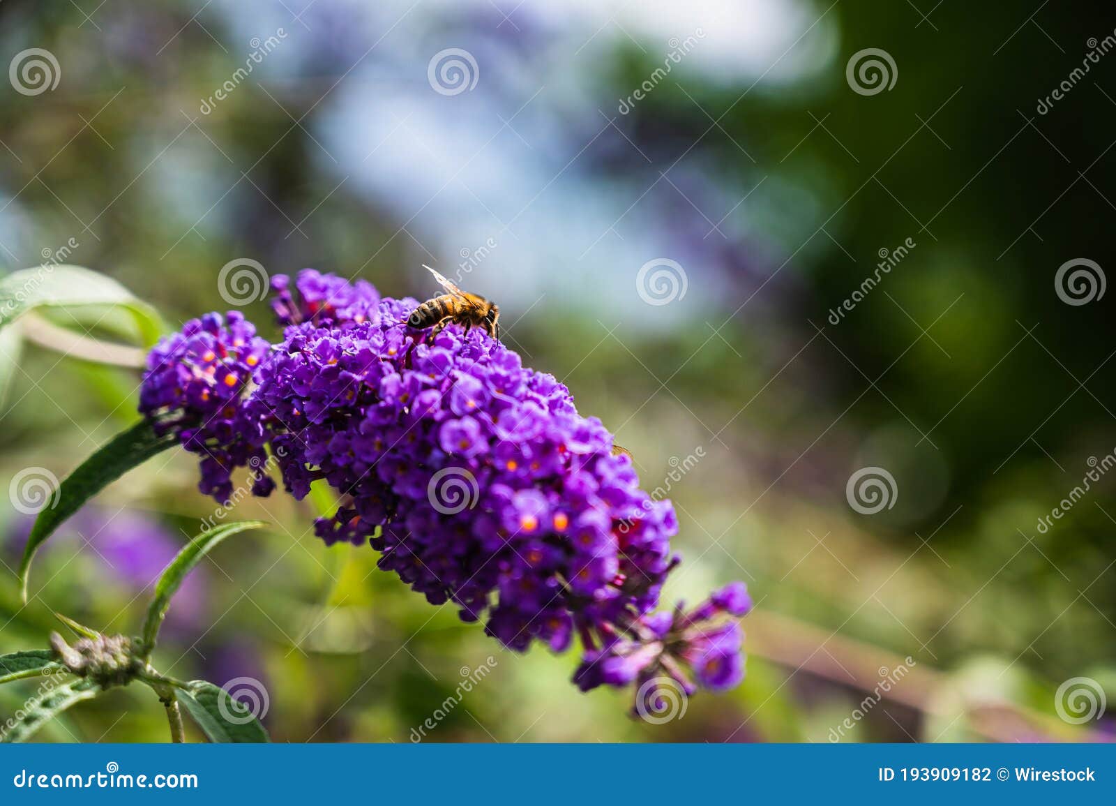 Selective Focus Shot of a Honey Bee on Blooming Purple Buddleja Stock ...