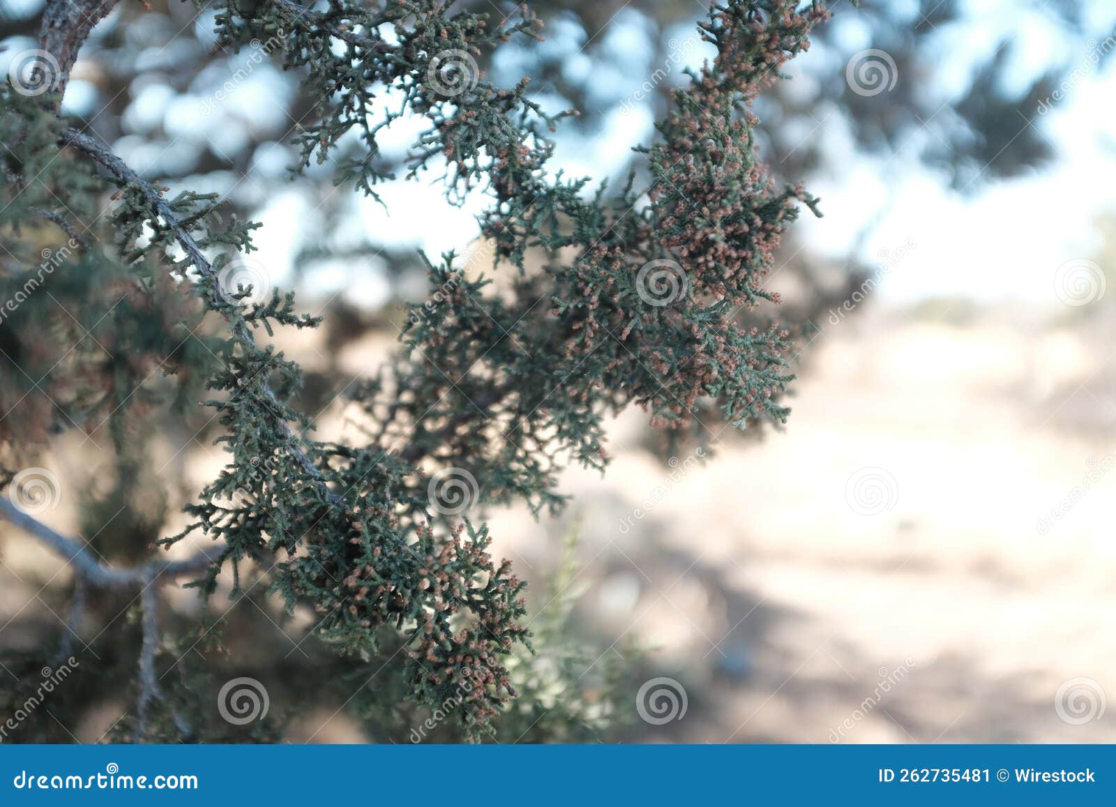 Selective Focus Shot of Juniper Branches Stock Image - Image of natural ...