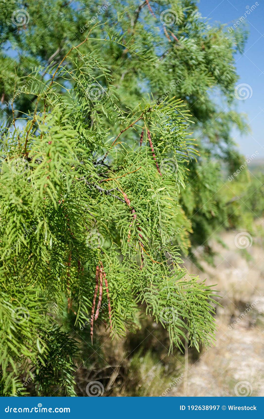 Selective Focus Shot of Juniper Pine Cone Leaves Stock Image - Image of ...