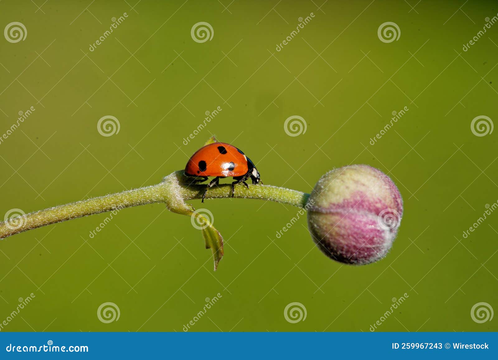 Selective Focus Shot of Ladybug Crawling on Stem of Flower Stock Image ...