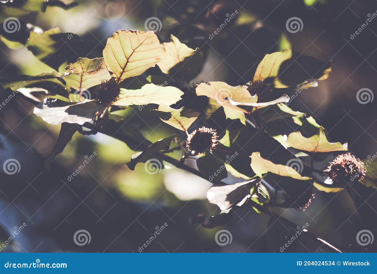 Selective Focus Shot of Leaves Growing on the Tree Branches Stock Photo ...
