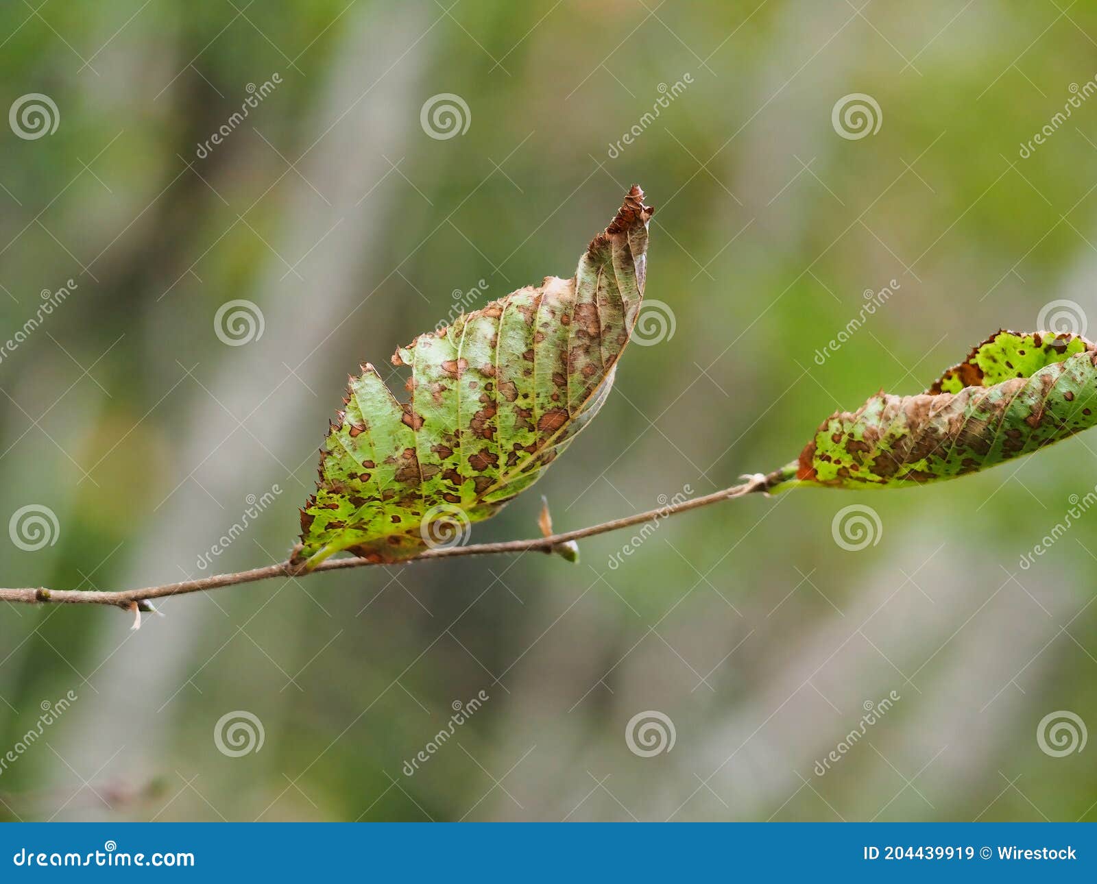 Selective Focus Shot of the Leaves on a Tree Branch on a Blurred ...
