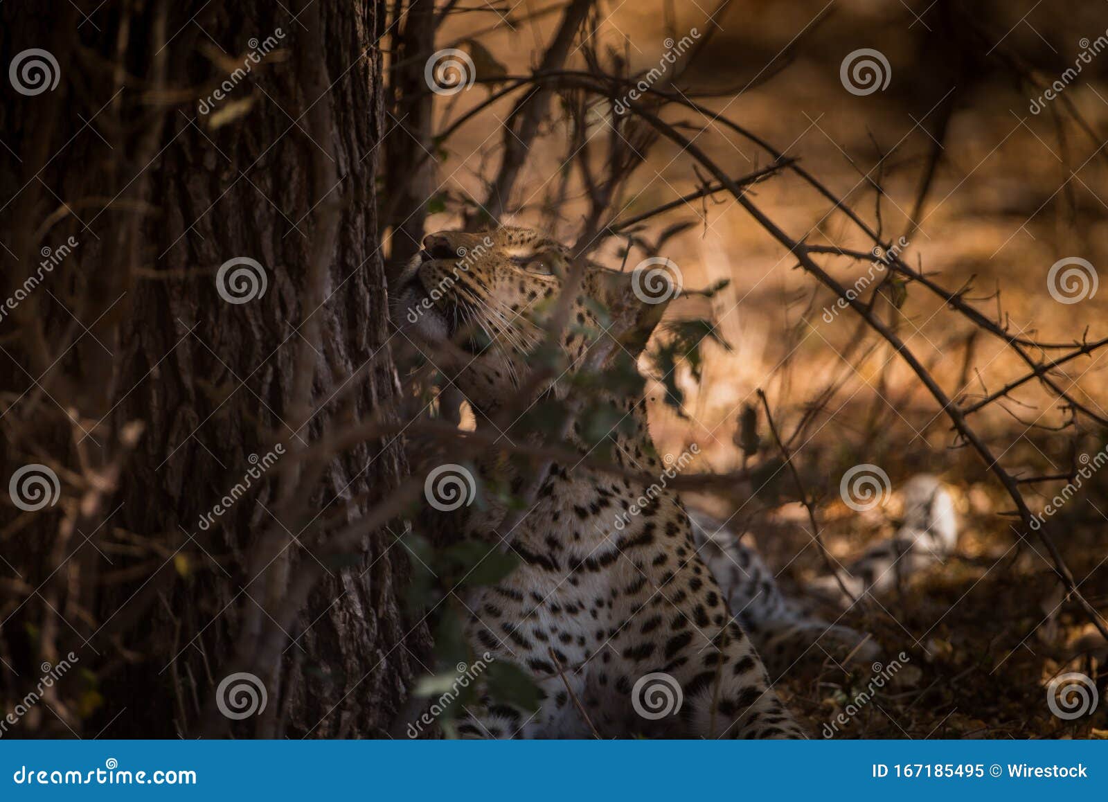 Selective Focus Shot of a Leopard Laying Down Near a Tree while Looking ...