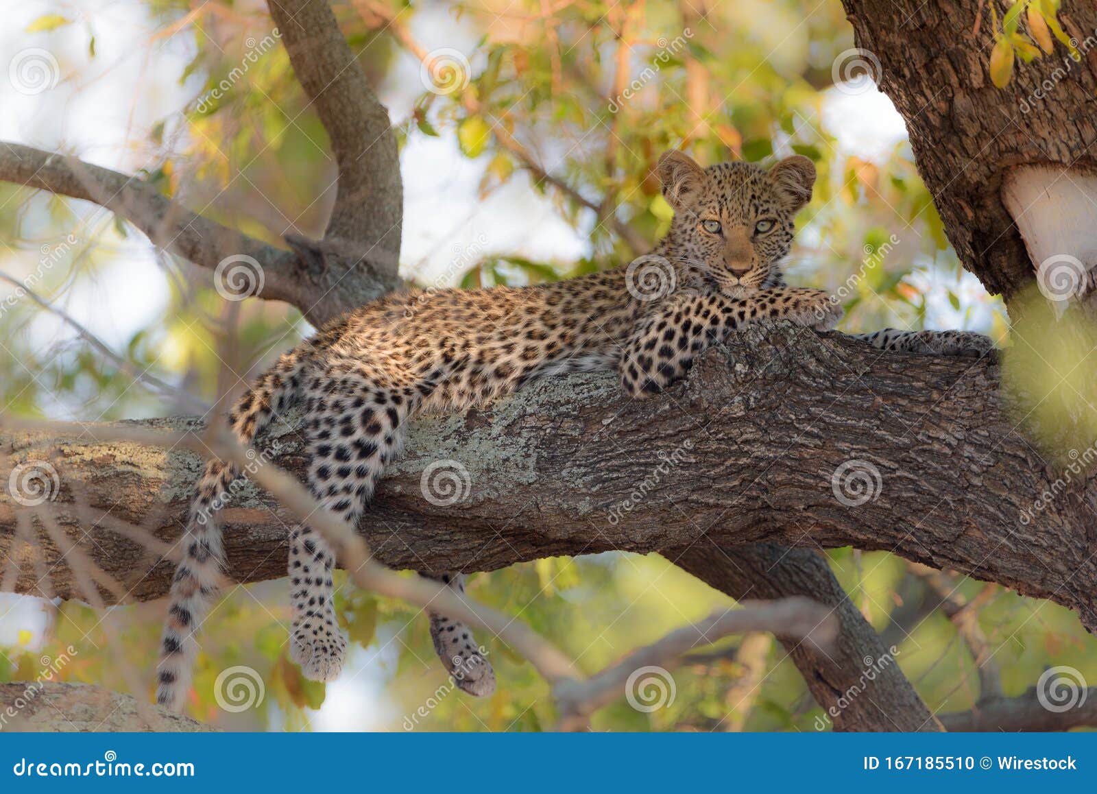 Selective Focus Shot of a Leopard Laying on on a Tree Stock Photo ...