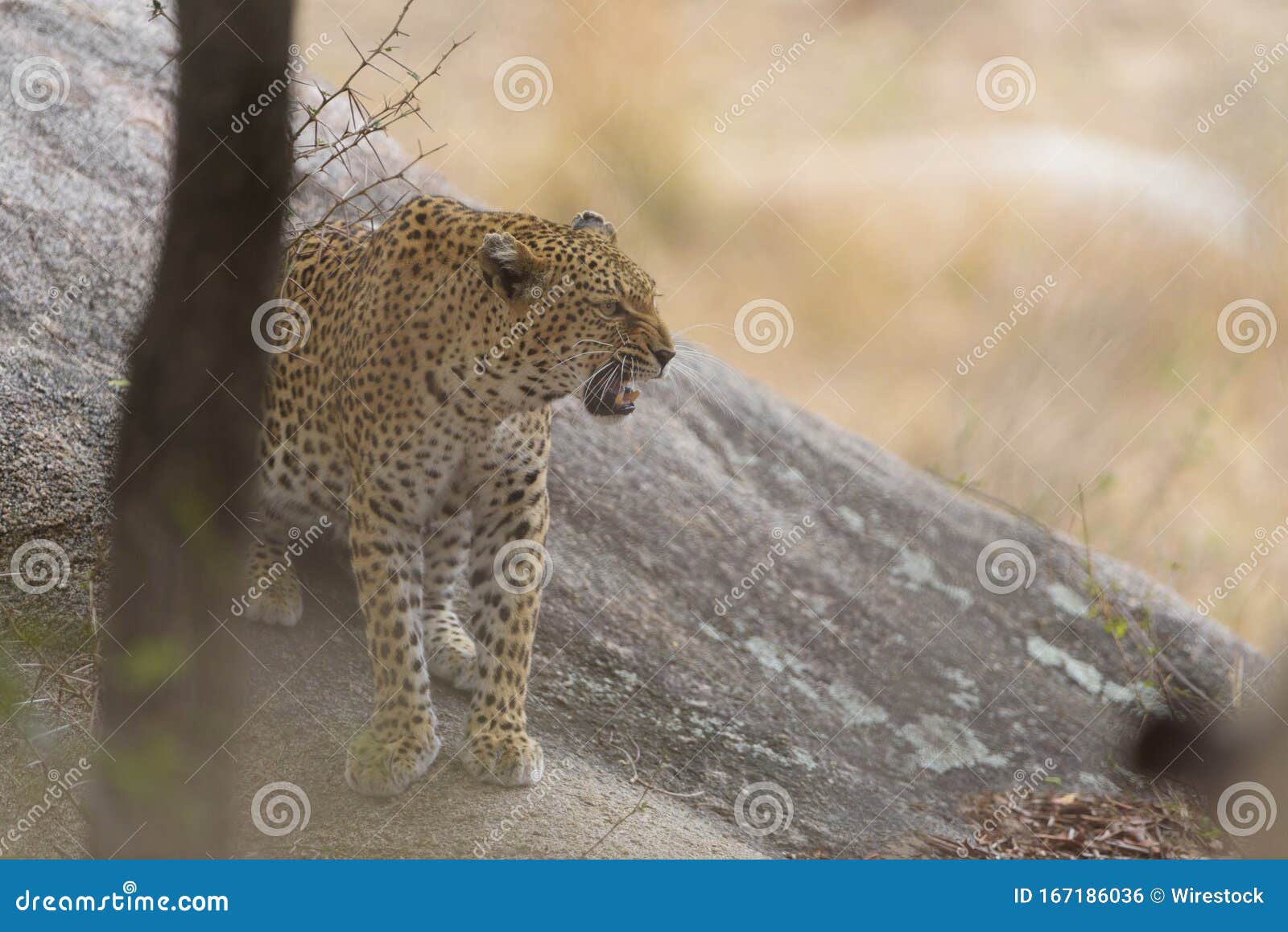 Selective Focus Shot of a Leopard Roaring Stock Photo - Image of face ...