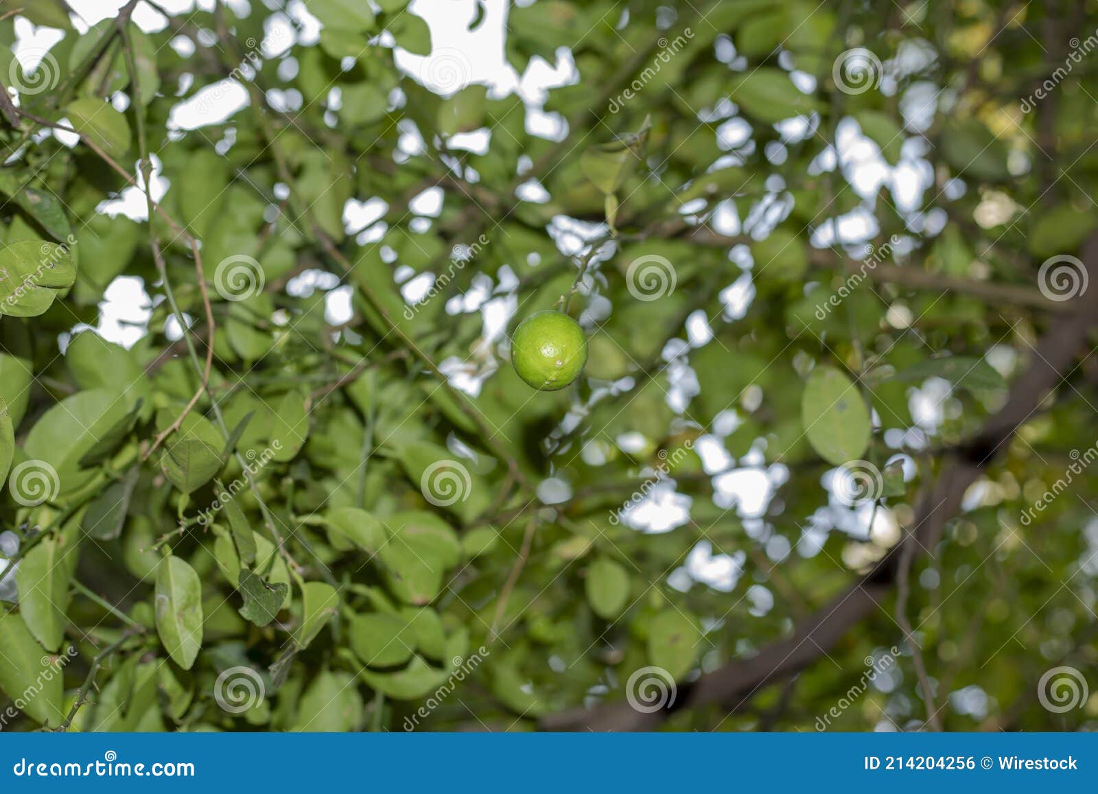 Selective Focus Shot of a Lime Tree Branch with Green Leaves and Limes ...