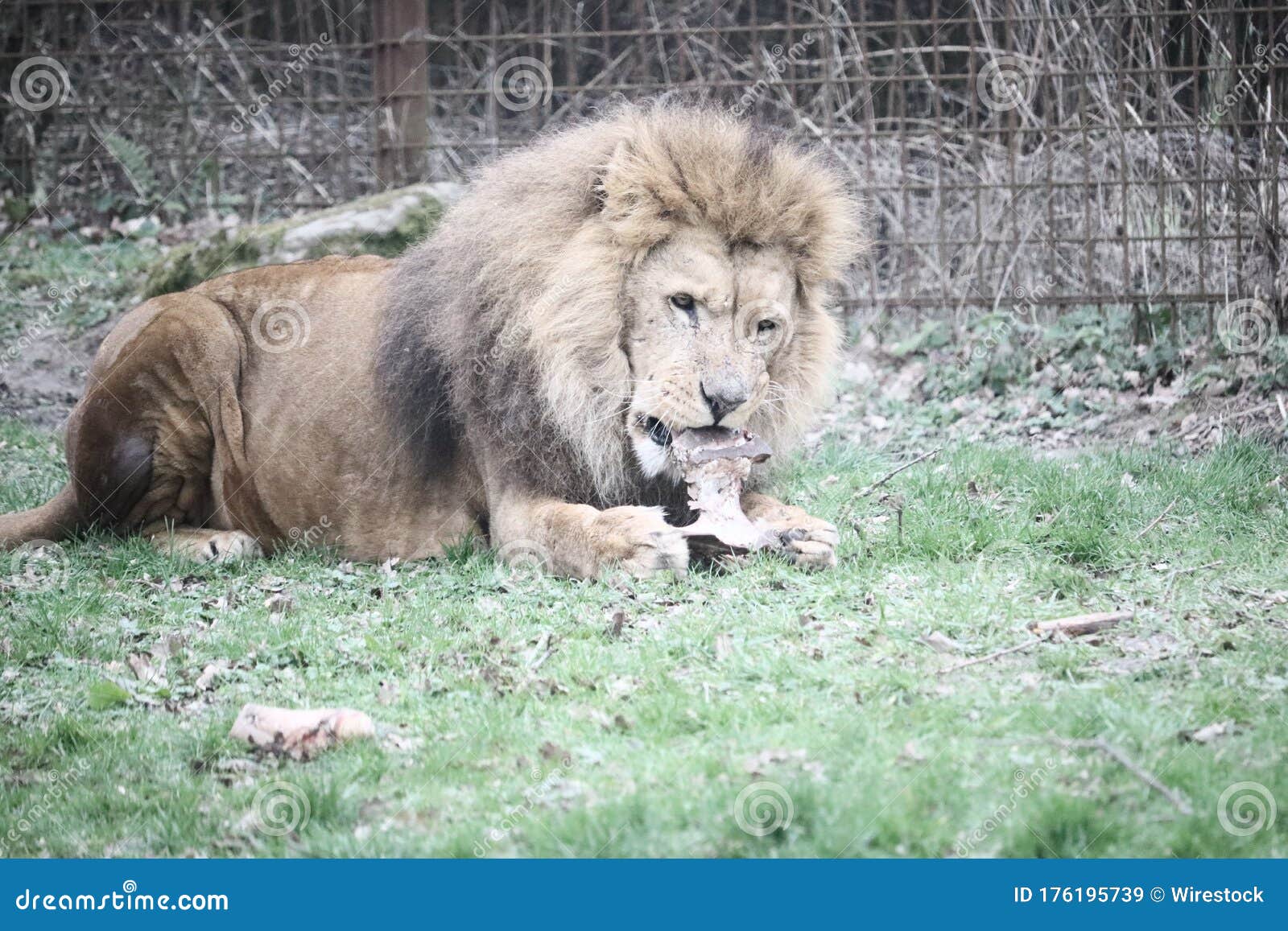 Selective Focus Shot of a Lion Chewing on a Bone while Laying on the ...