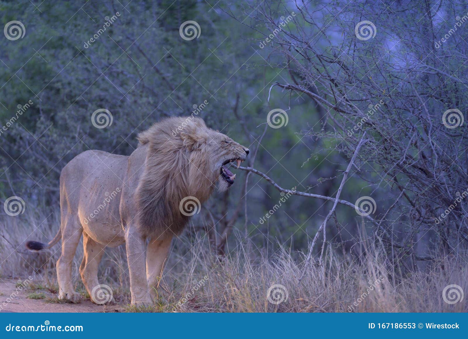 Selective Focus Shot of a Lion Roaring Stock Image - Image of africa ...