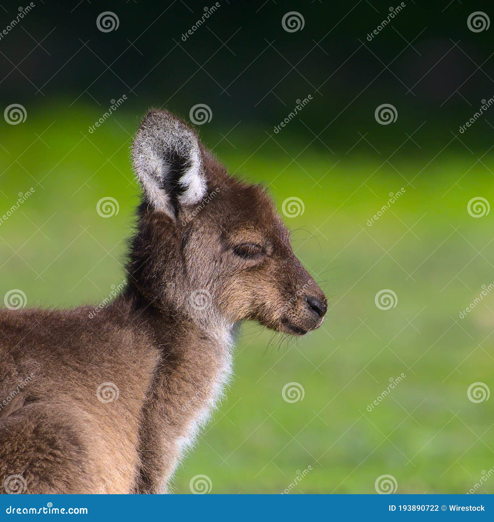 Selective Focus Shot of a Little Kangaroo`s Face Stock Photo - Image of ...