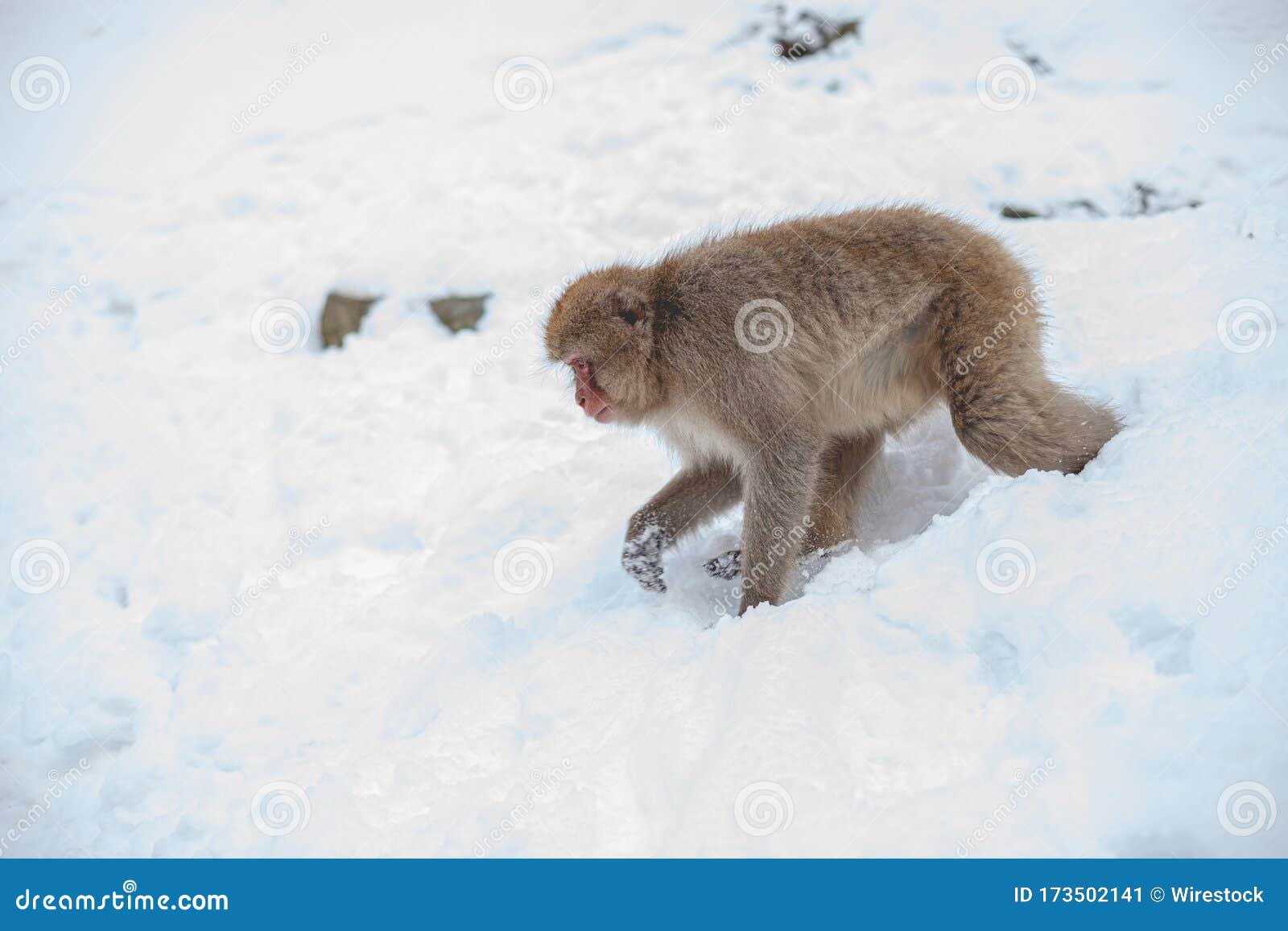 Selective Focus Shot of a Macaque Monkey Walking in the Snow Stock ...