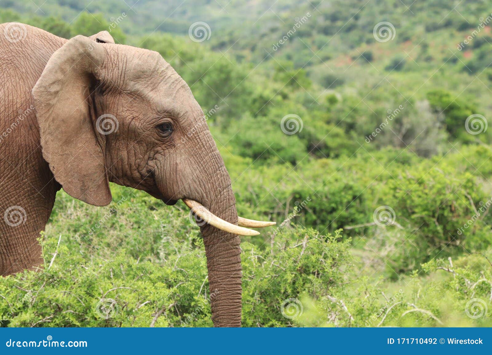 Selective Focus Shot of a Magnificent Elephant with the Beautiful Trees ...