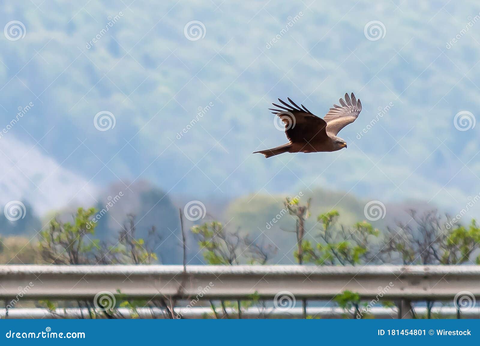 Selective Focus Shot of a Magnificent Hawk Flying Over the Highway ...