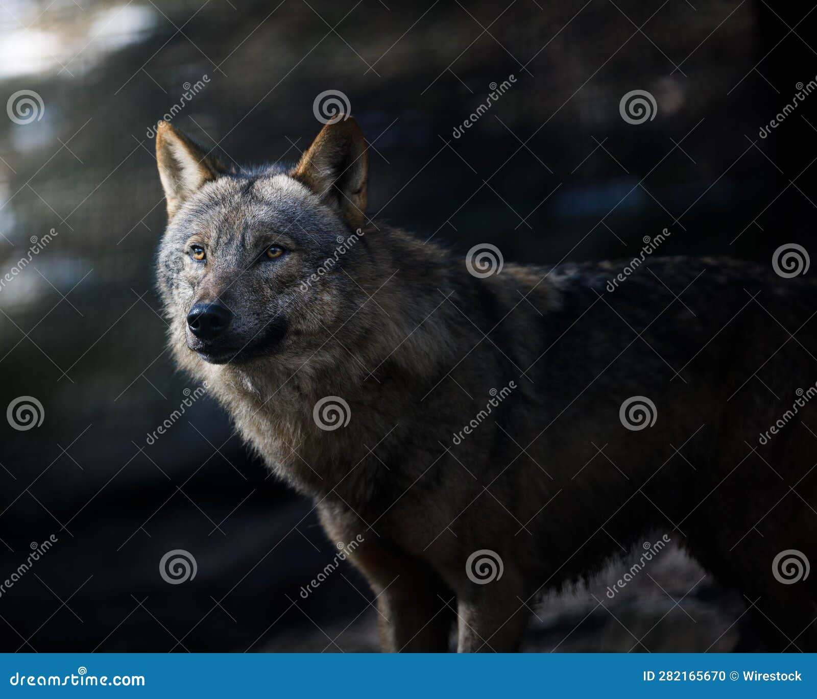 Selective Focus Shot of a Majestic Gray Wolf in a Shadowy Dark Forest ...