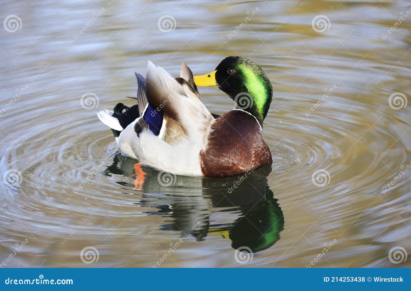 Selective Focus Shot of a Mallard Duck Floating on Water Stock Photo ...