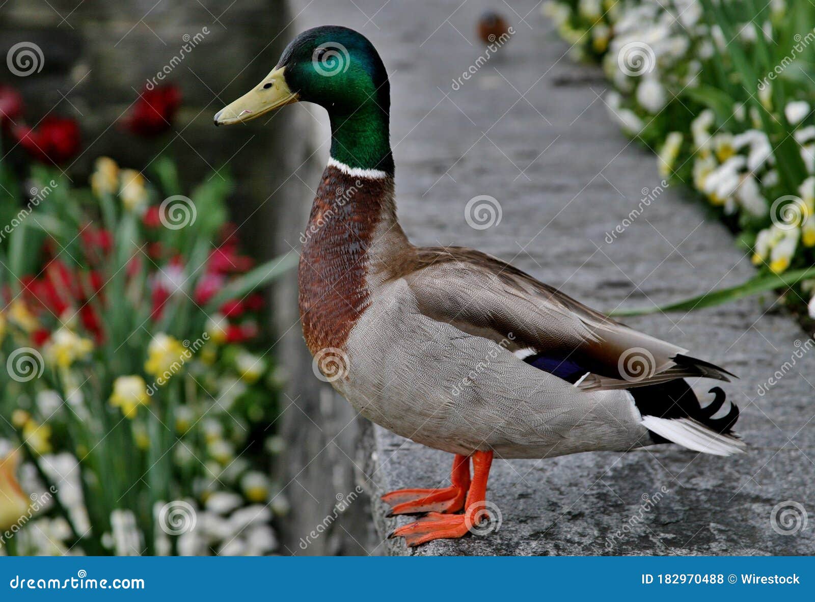 Selective Focus Shot of a Mallard Duck on the Ground on the Island of ...