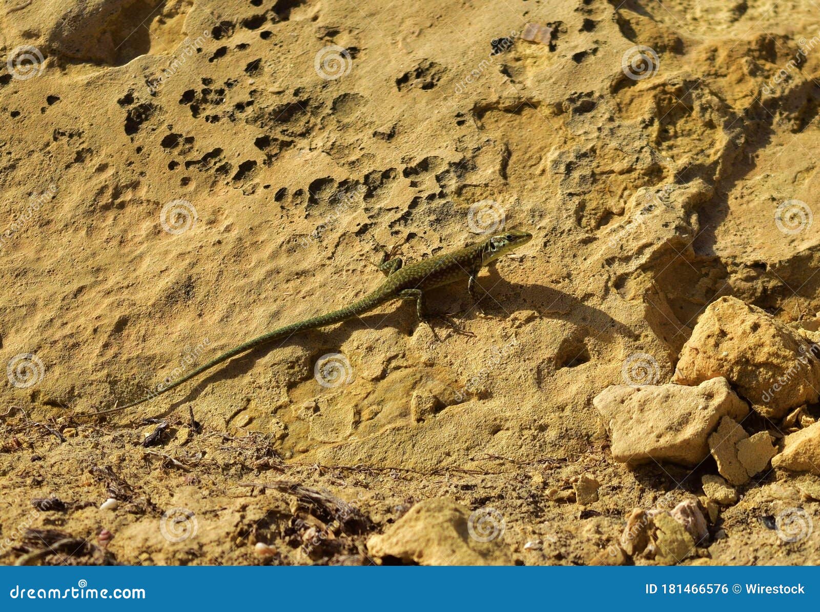 Selective Focus Shot of Maltese Wall Lizard in Maltese Islands, Malta ...